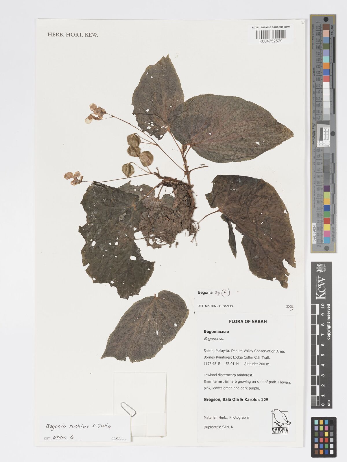 Begonia ruthiae S.Julia | Plants of the World Online | Kew Science