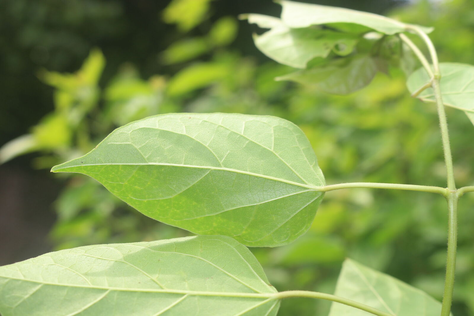 Premna corymbosa Rottler | Plants of the World Online | Kew Science