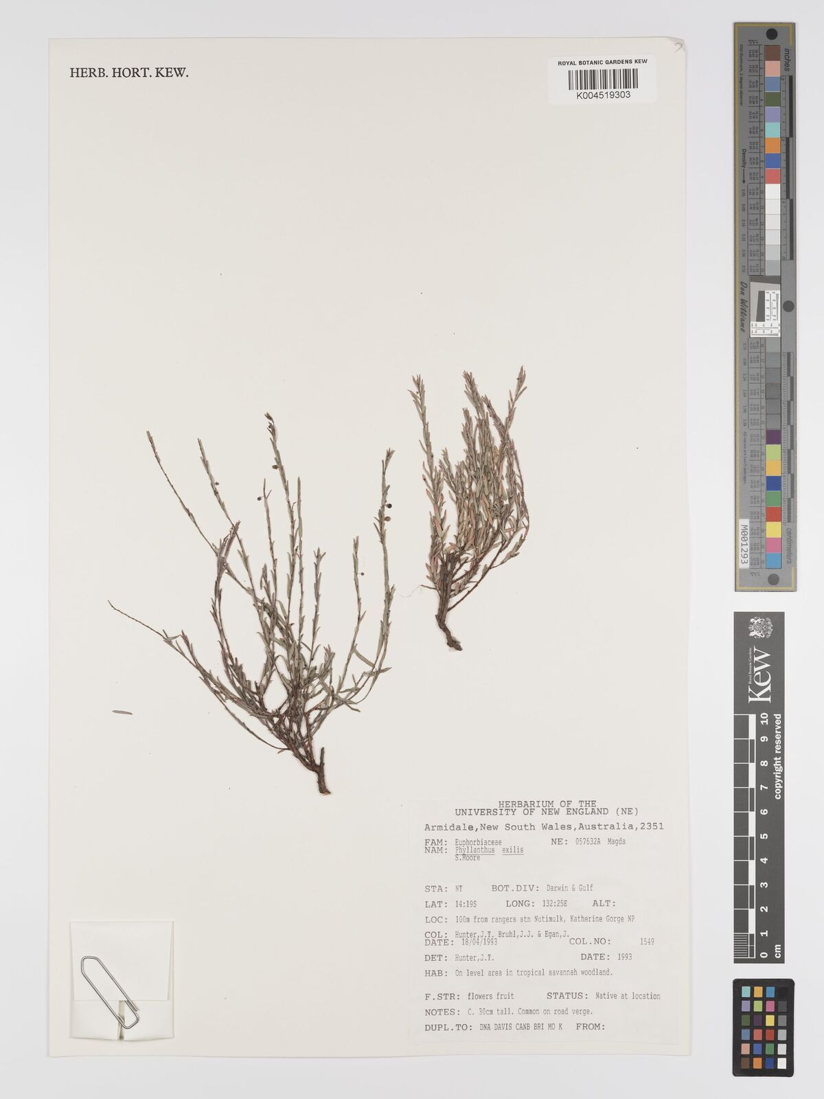 Phyllanthus exilis S.Moore | Plants of the World Online | Kew Science
