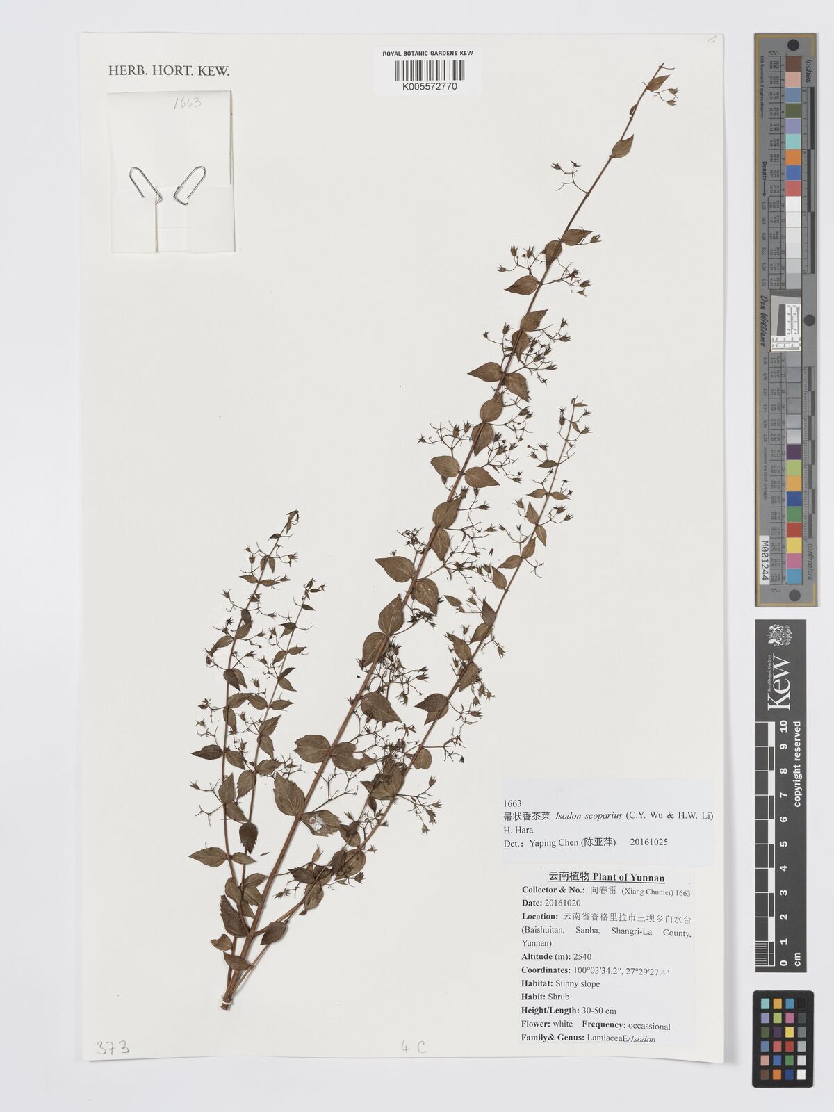Isodon scoparius (C.Y.Wu & H.W.Li) H.Hara | Plants of the World Online ...