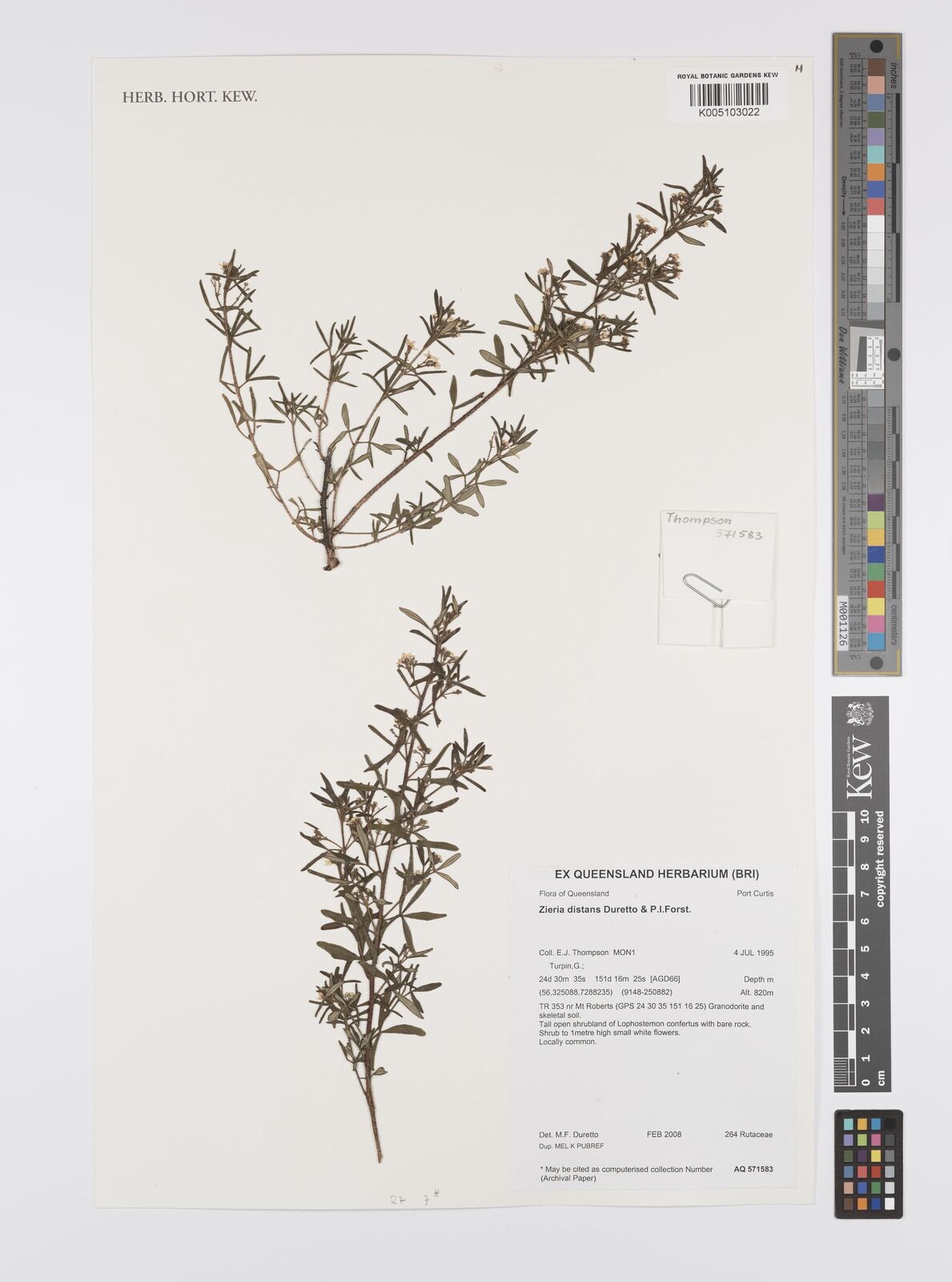 Zieria distans Duretto & P.I.Forst. | Plants of the World Online | Kew ...