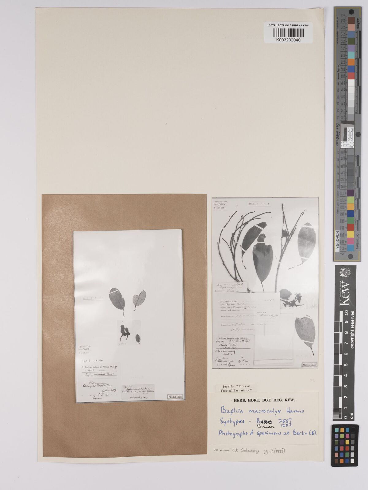 Baphia macrocalyx Harms | Plants of the World Online | Kew Science