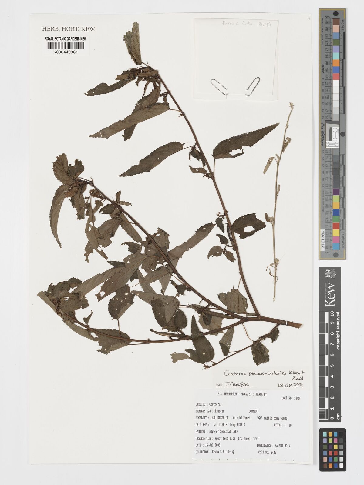 Corchorus pseudo-olitorius Islam & Zaid | Plants of the World Online ...