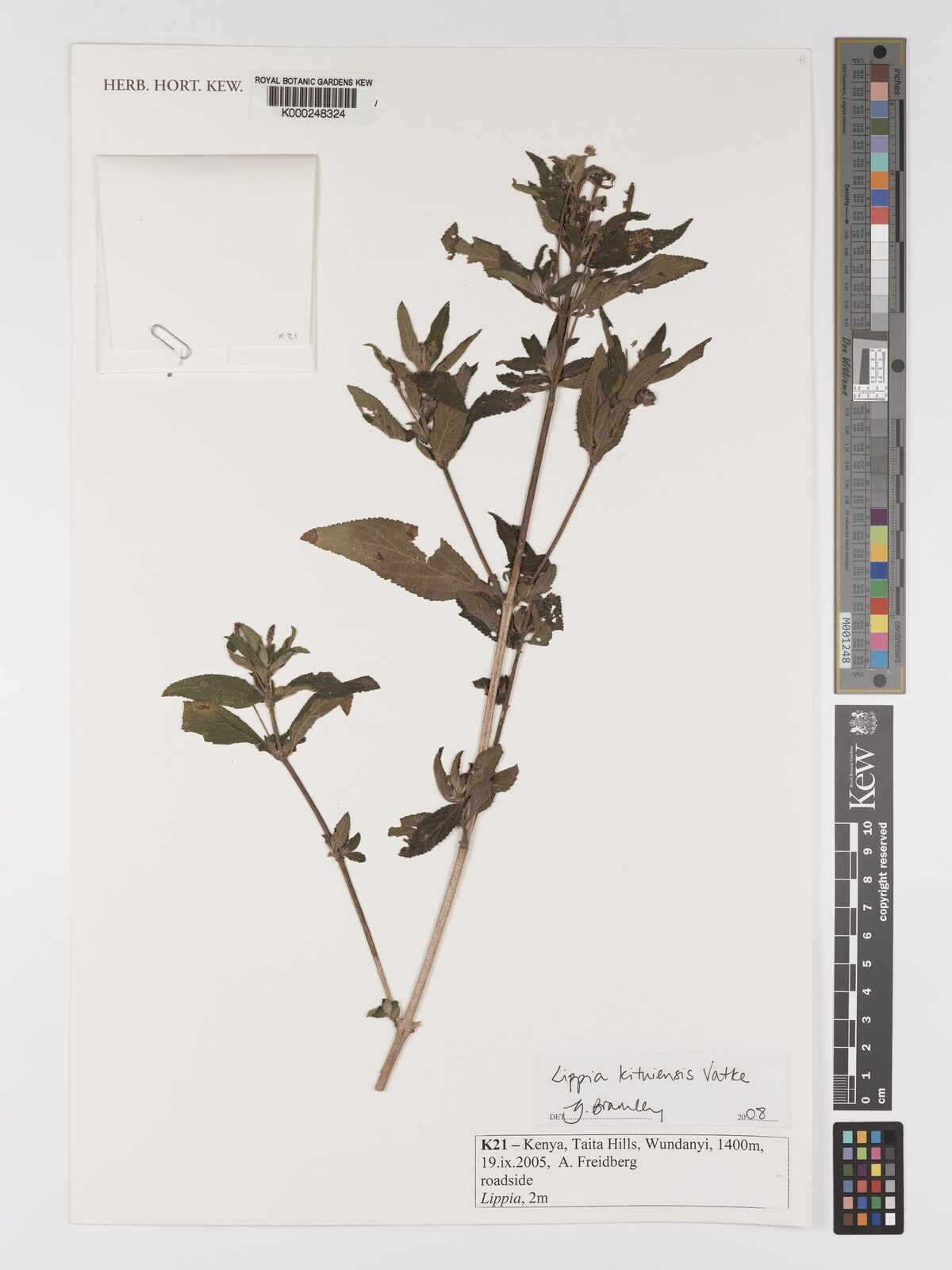 Lippia kituiensis Vatke | Plants of the World Online | Kew Science