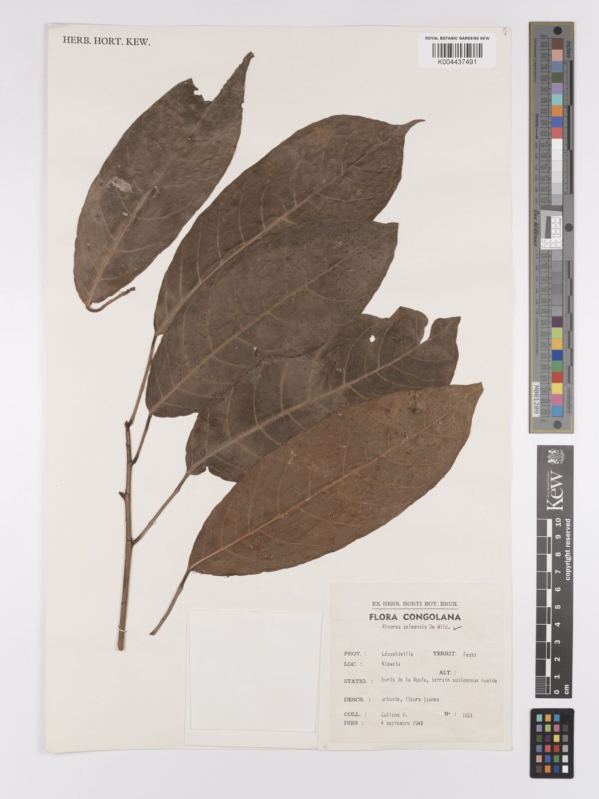 Rinorea seleensis De Wild. | Plants of the World Online | Kew Science