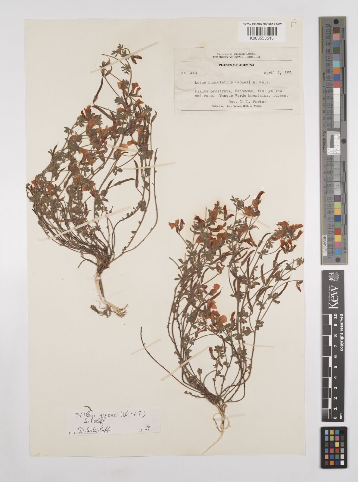 Acmispon plebeius (Brandegee) Allred | Plants of the World Online | Kew ...