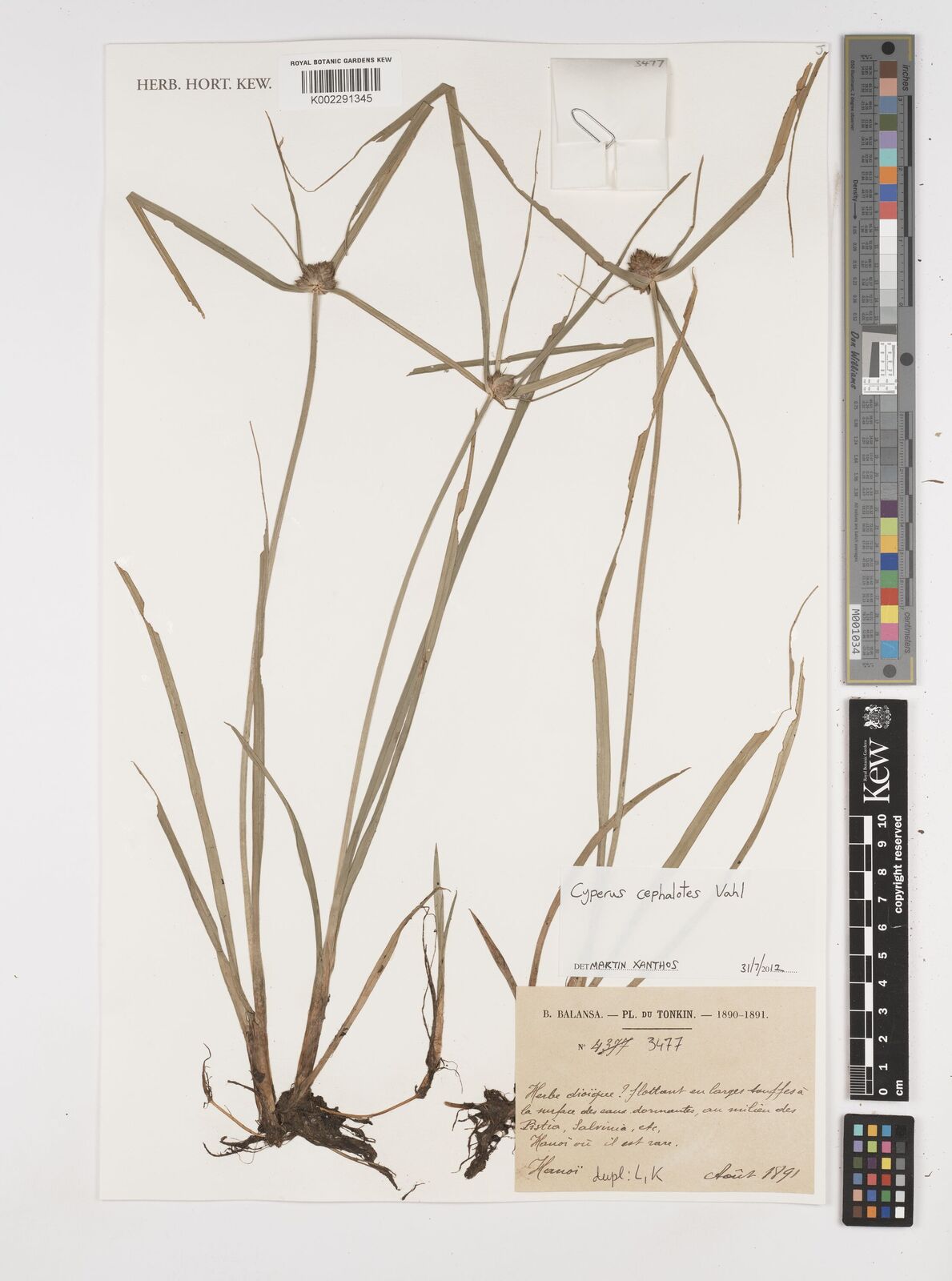 Cyperus cephalotes Vahl | Plants of the World Online | Kew Science