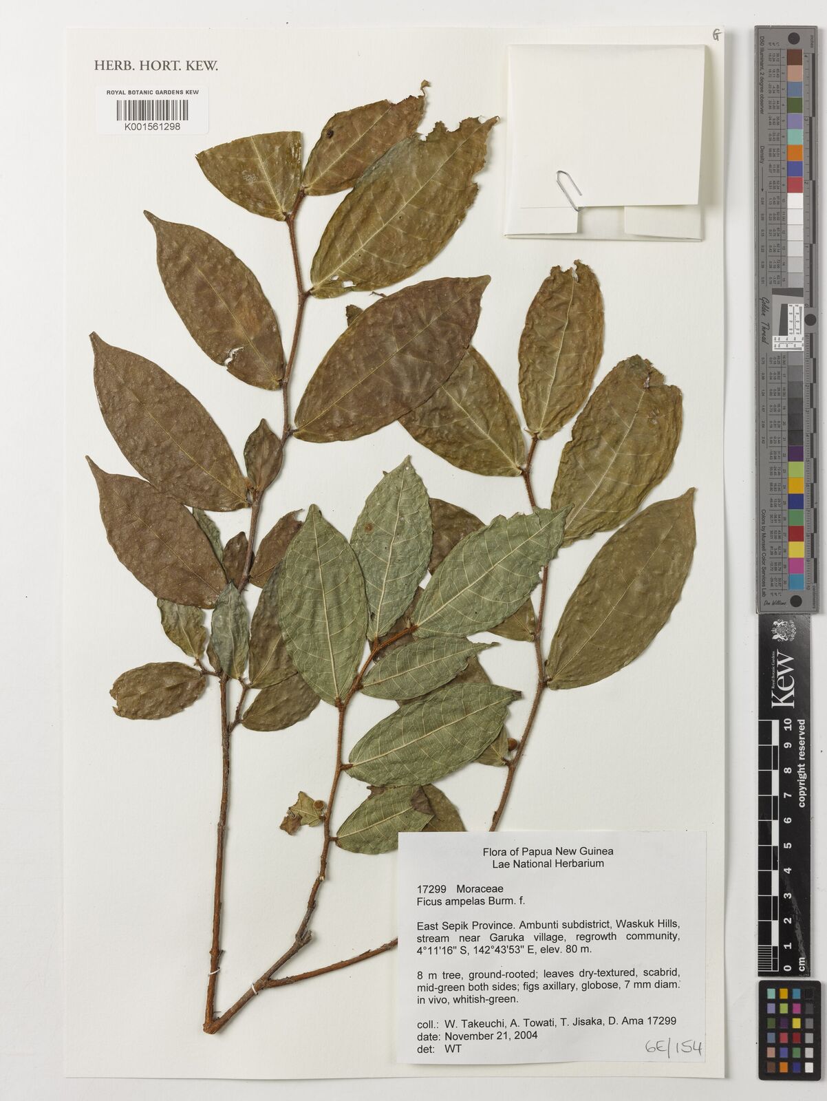 Ficus ampelos Burm.f. | Plants of the World Online | Kew Science