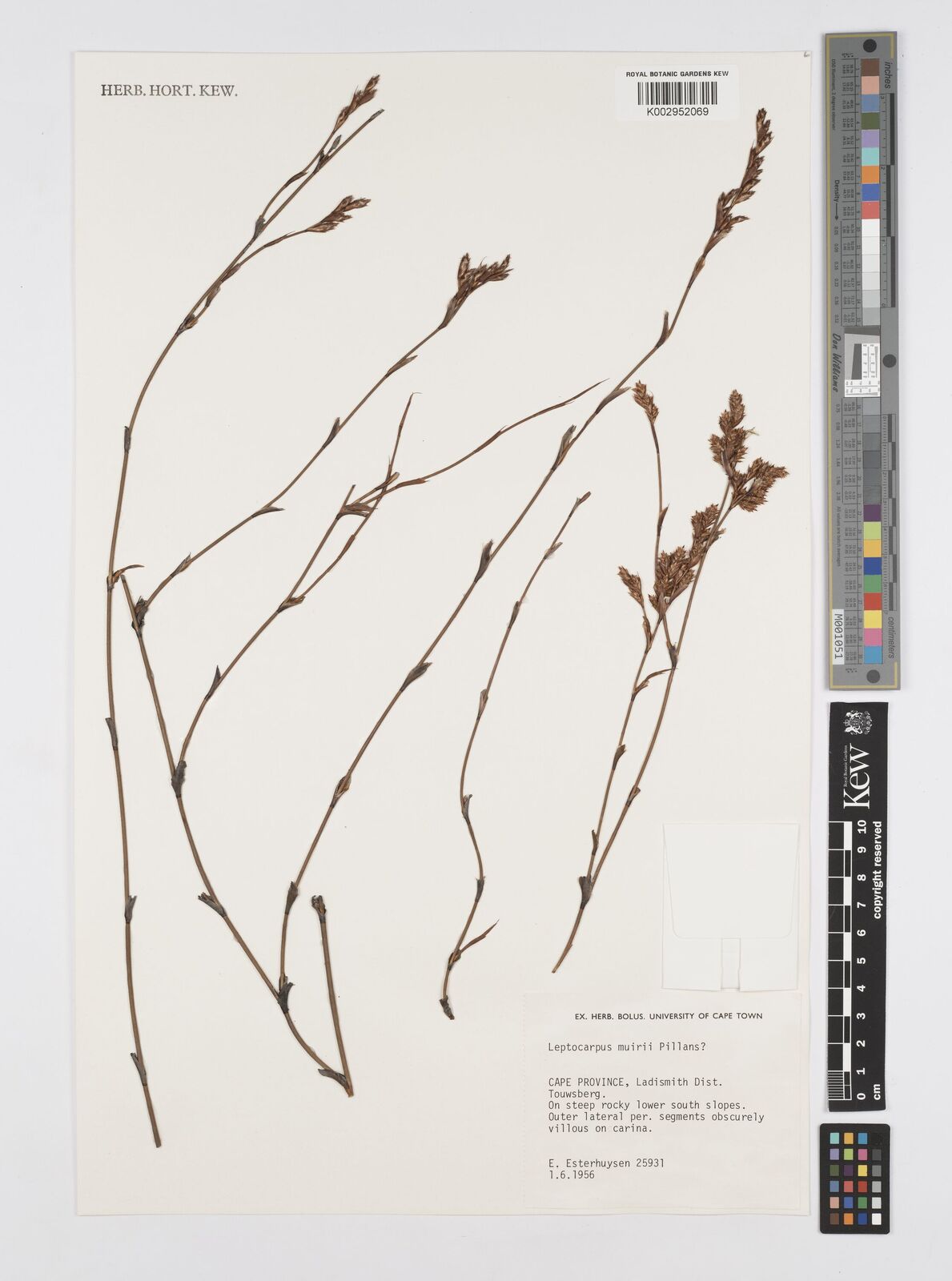 Restio muirii (Pillans) H.P.Linder & C.R.Hardy | Plants of the World ...