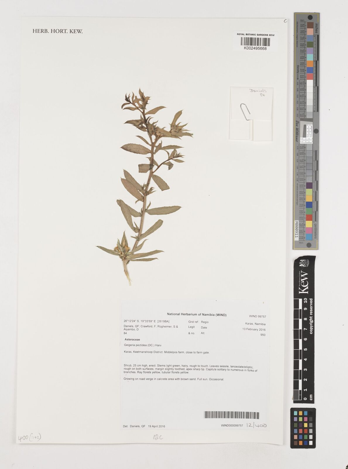 Geigeria pectidea (DC.) Harv. | Plants of the World Online | Kew Science