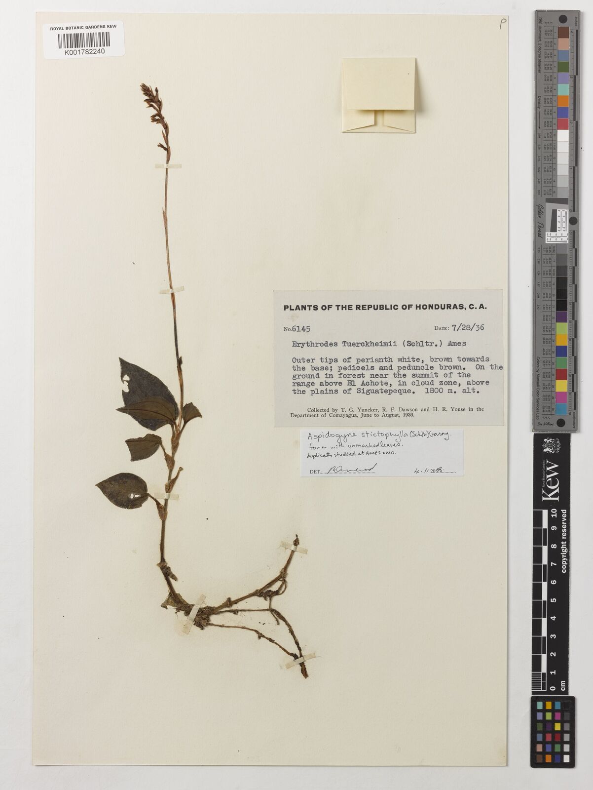 Microchilus stictophyllus (Schltr.) E.C.Smidt & M.W.Chase | Plants of ...
