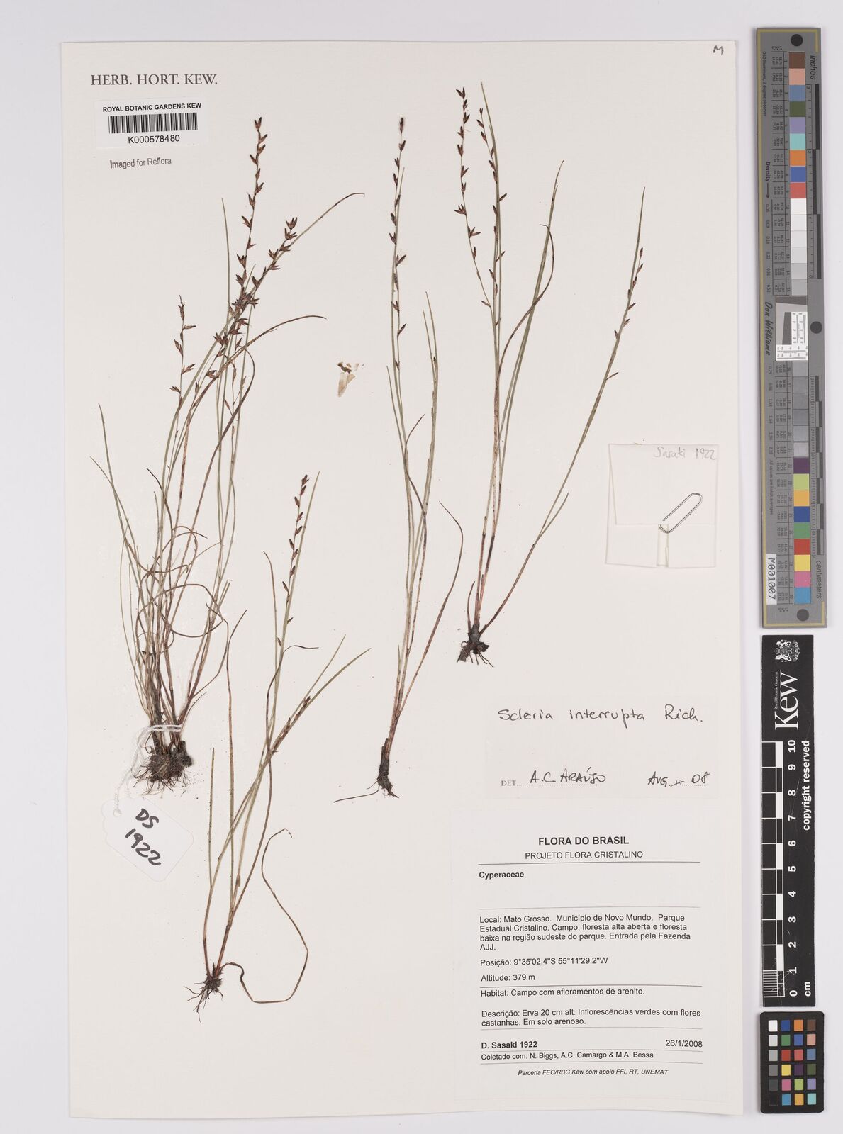 Scleria interrupta Rich. | Plants of the World Online | Kew Science