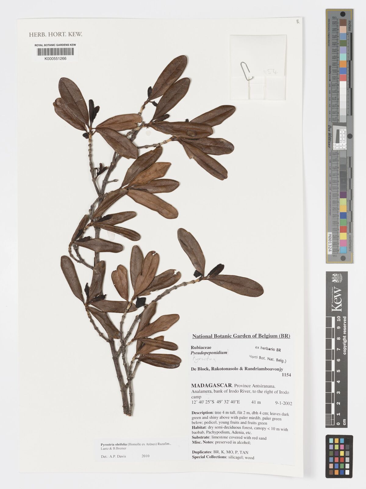 Pyrostria oleifolia (Homolle ex Arènes) Razafim., Lantz & B.Bremer ...