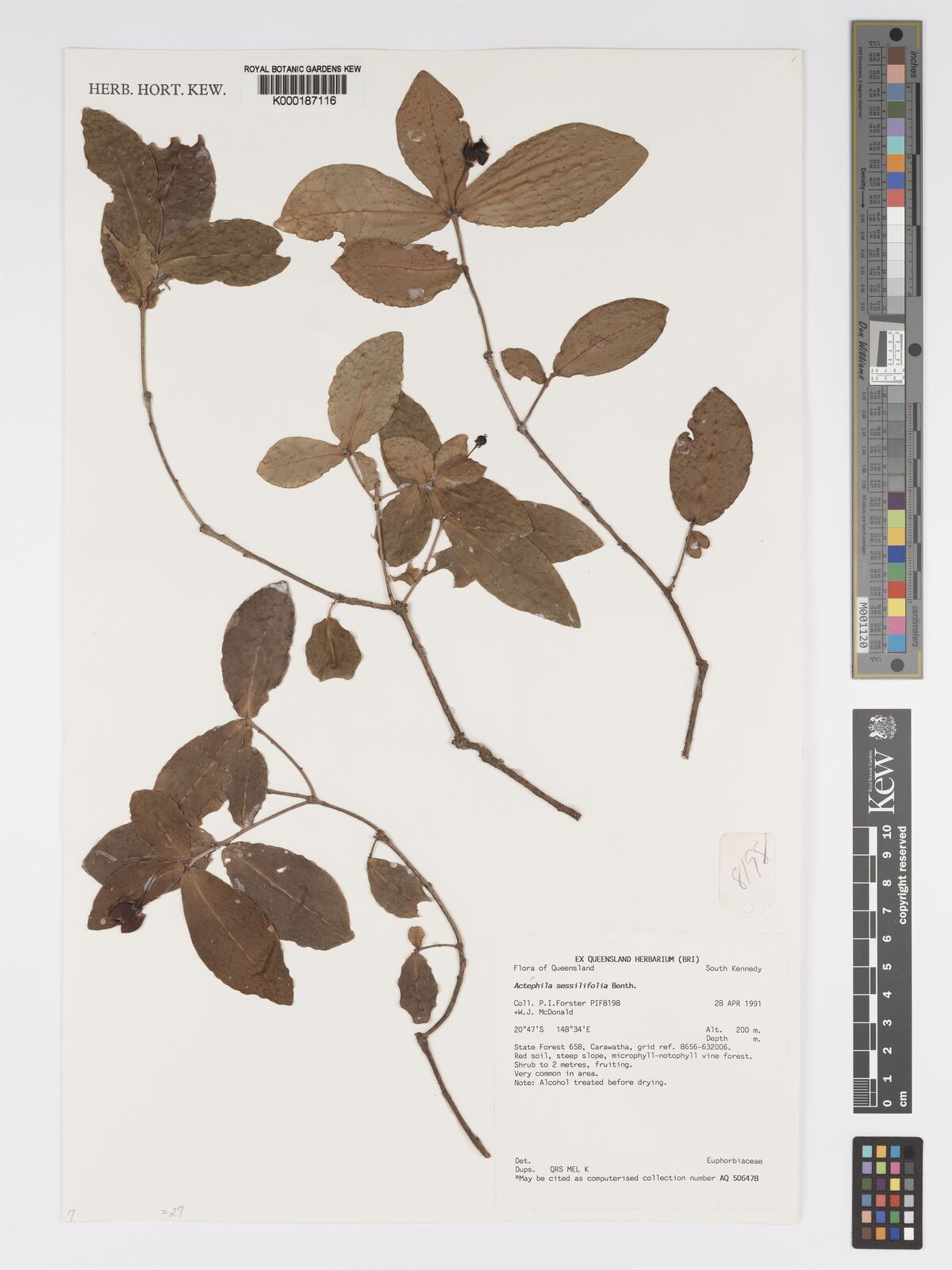 Actephila sessilifolia Benth. | Plants of the World Online | Kew Science