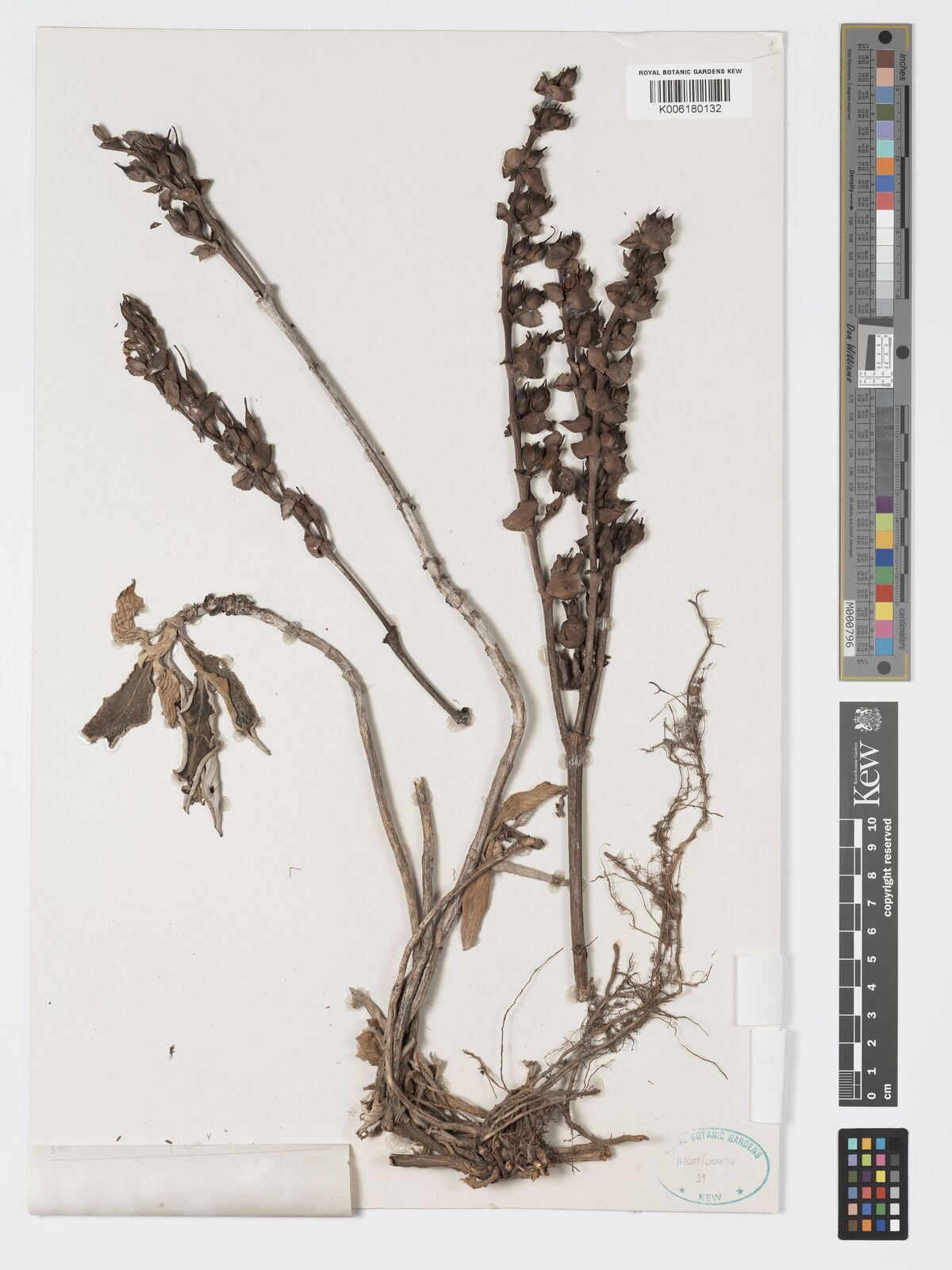 Paraboea amplexicaulis (C.S.P.Parish ex C.B.Clarke) C.Puglisi | Plants ...