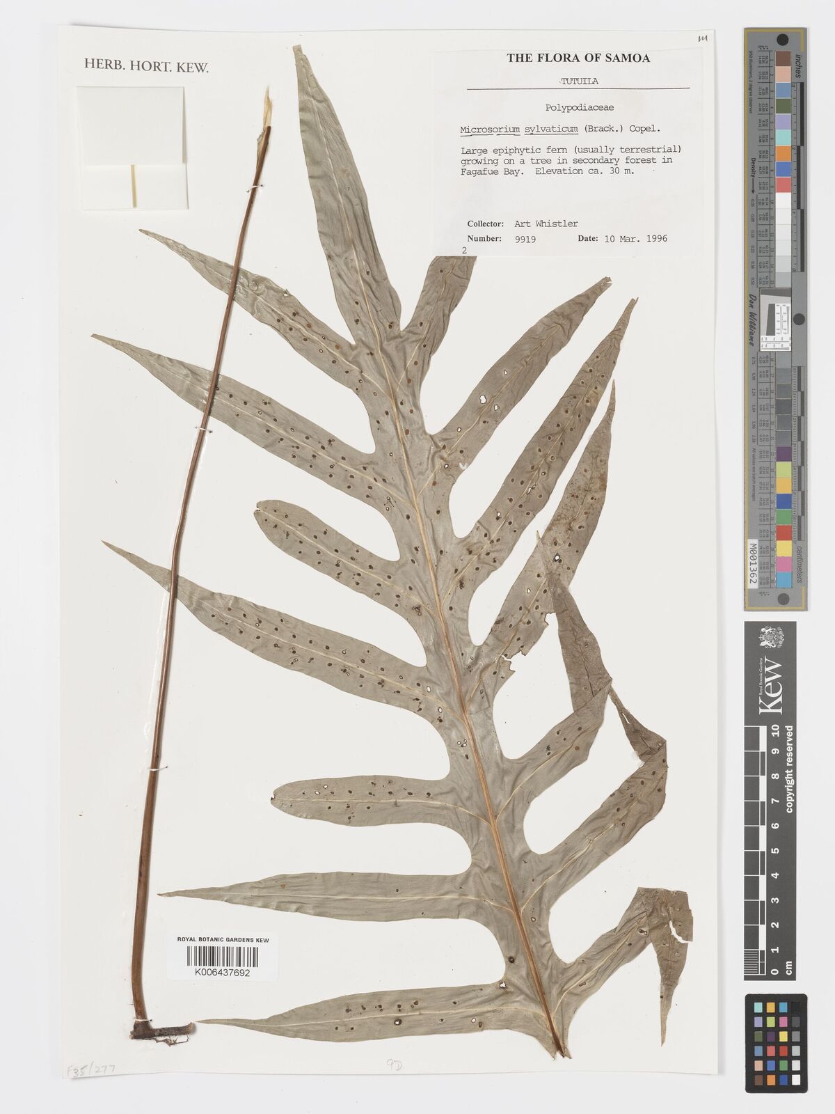 Phymatosorus commutatus (Blume) Pic.Serm. | Plants of the World Online ...