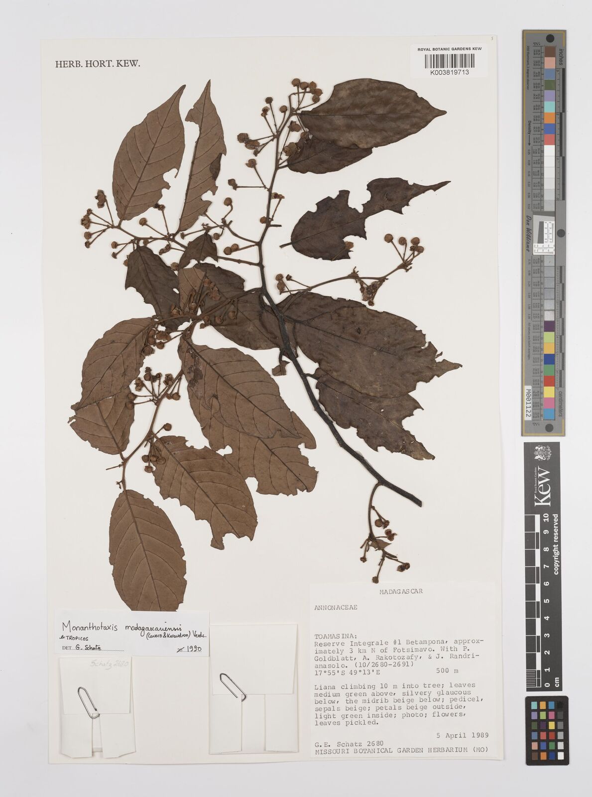 Monanthotaxis madagascariensis (Cavaco & Keraudren) Verdc. | Plants of ...