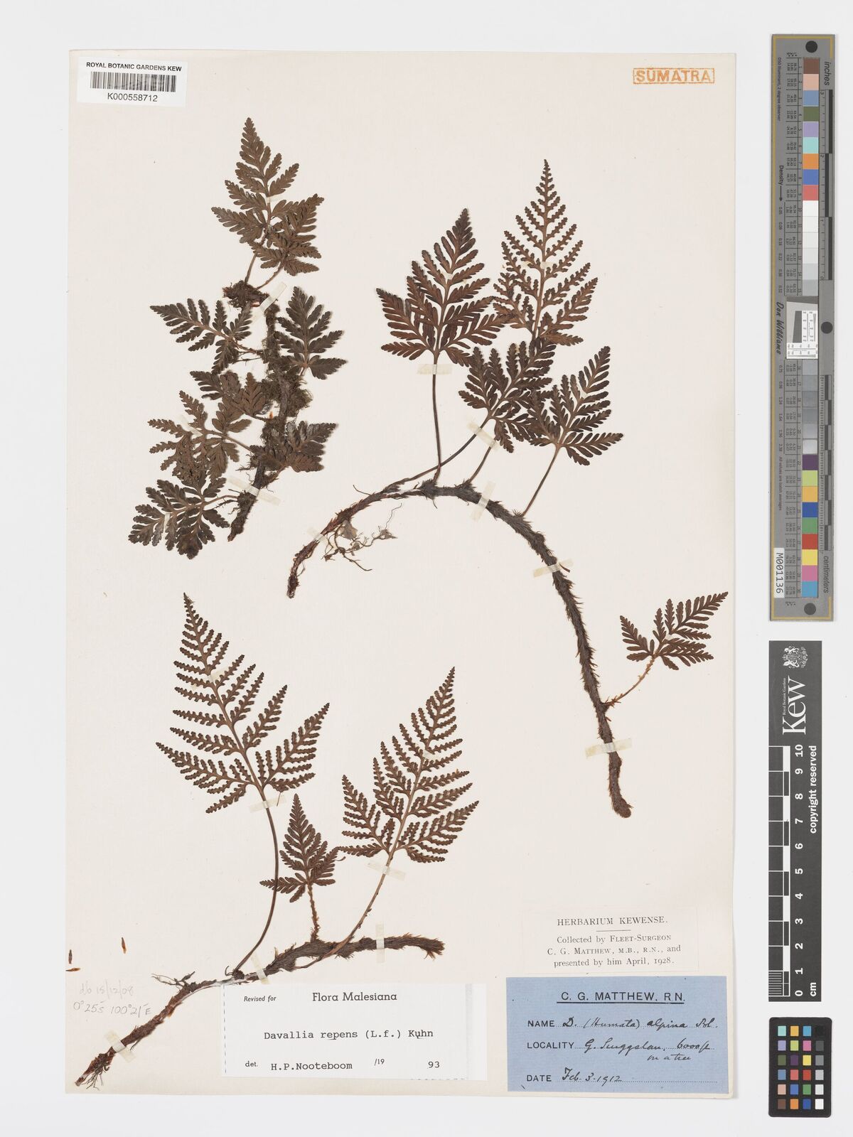 Davallia repens (L.f.) Kuhn | Plants of the World Online | Kew Science