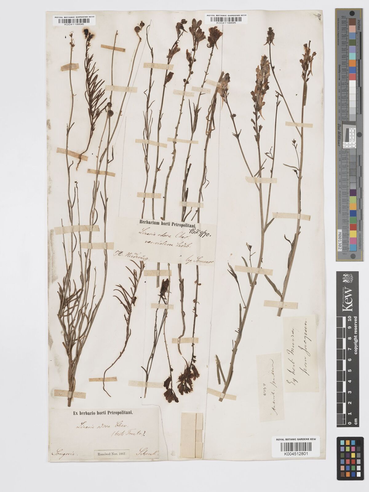 Linaria bungei Kuprian. | Plants of the World Online | Kew Science