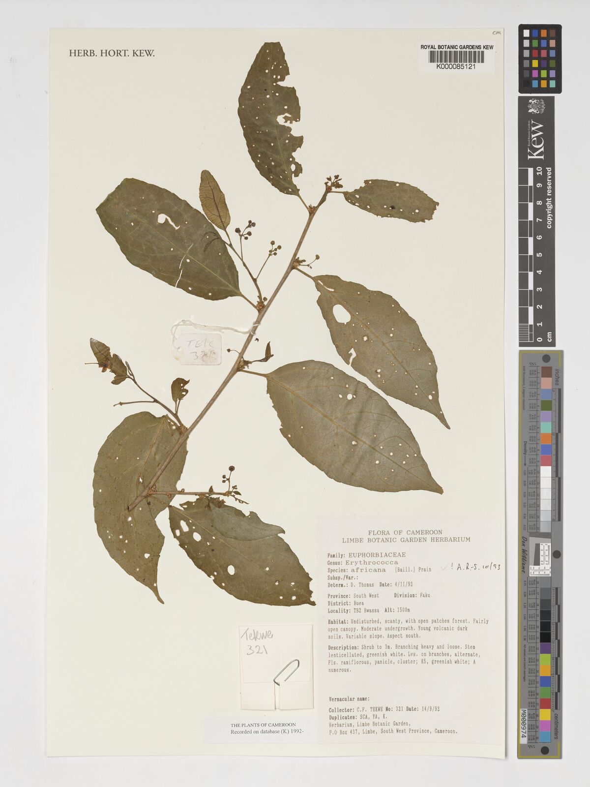 Erythrococca africana (Baill.) Prain | Plants of the World Online | Kew ...