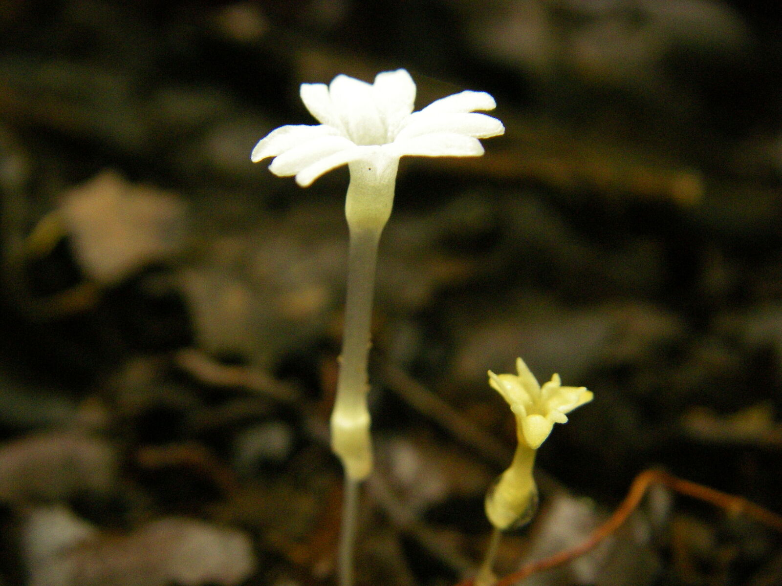 Gymnosiphon fonensis Cheek | Plants of the World Online | Kew Science