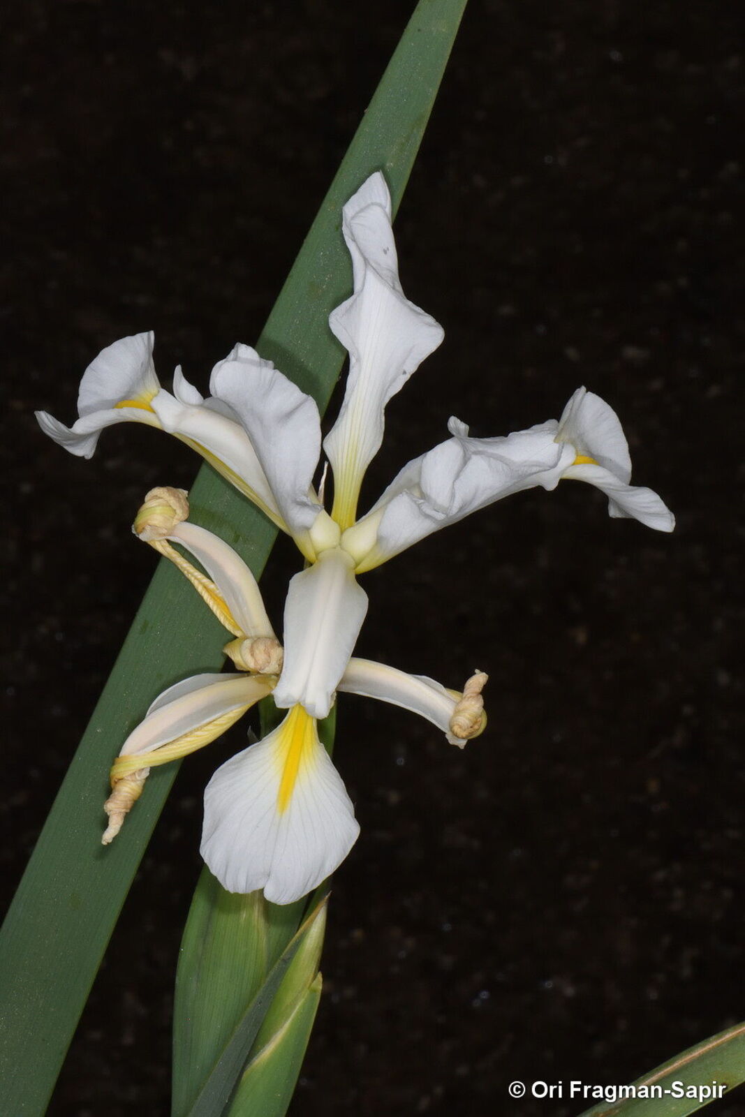 Iris orientalis Mill. | Plants of the World Online | Kew Science
