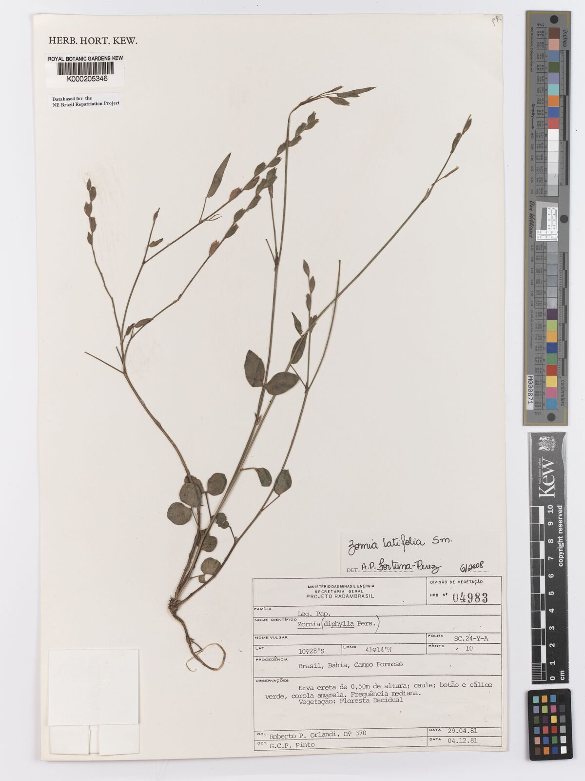 Zornia latifolia Sm. | Plants of the World Online | Kew Science