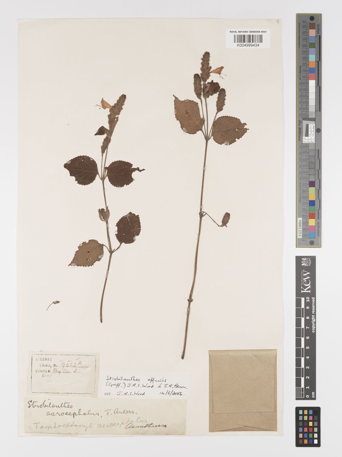 Strobilanthes affinis (Griff.) Terao ex J.R.I.Wood & J.R.Bennett ...