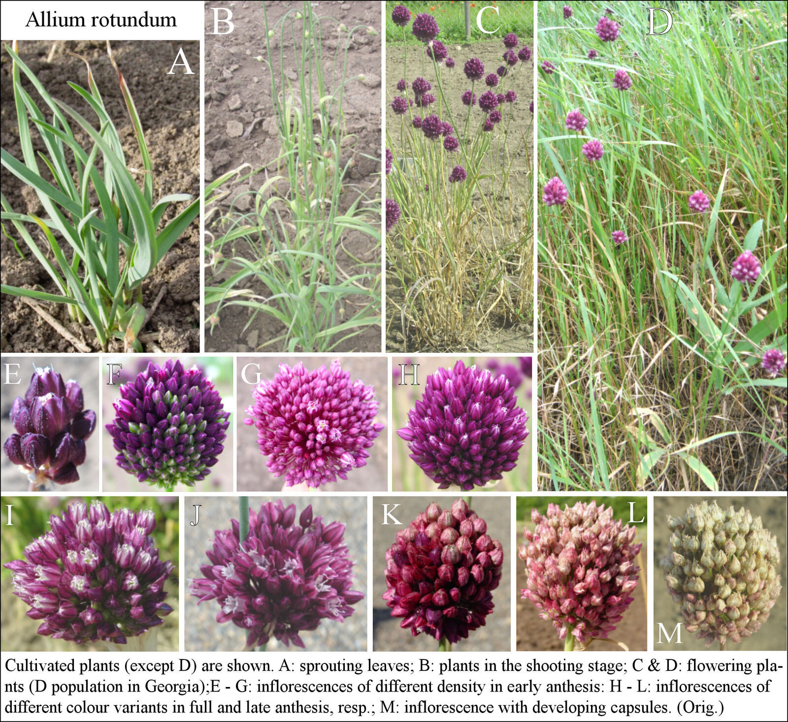 Allium rotundum L. | Plants of the World Online | Kew Science