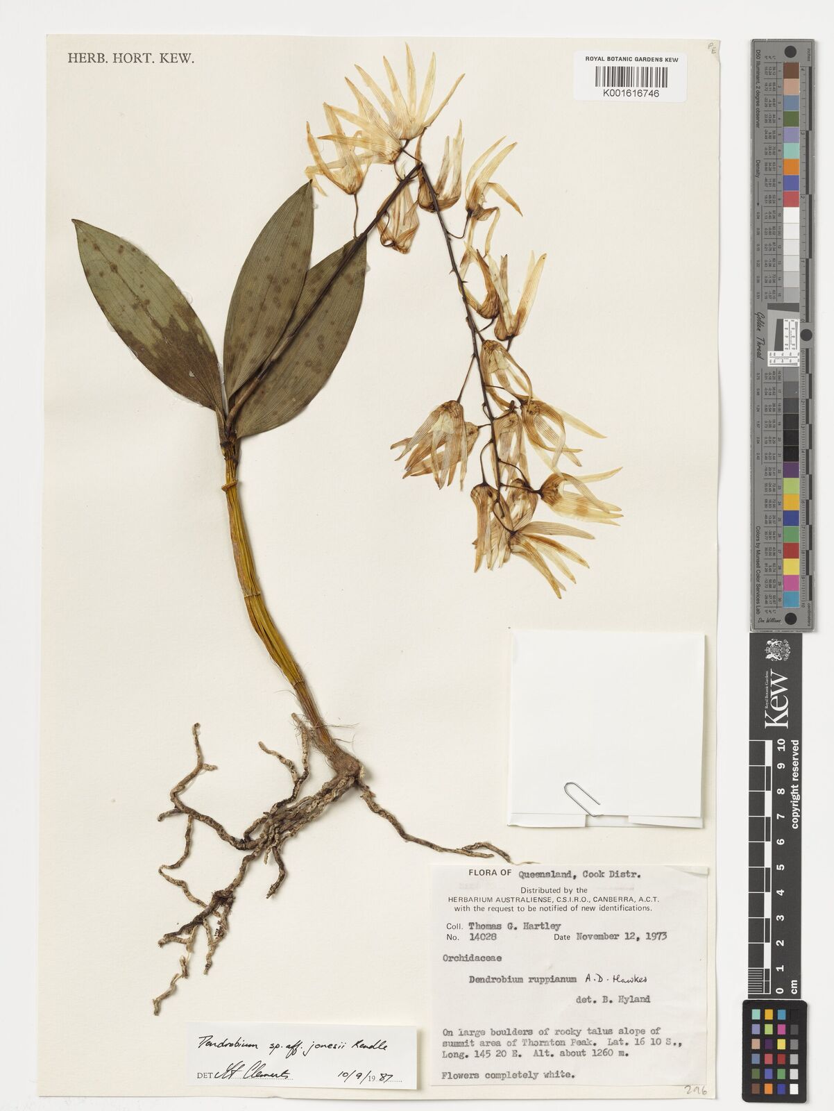 Dendrobium jonesii var. magnificum (Dockrill) Dockrill | Plants of the ...