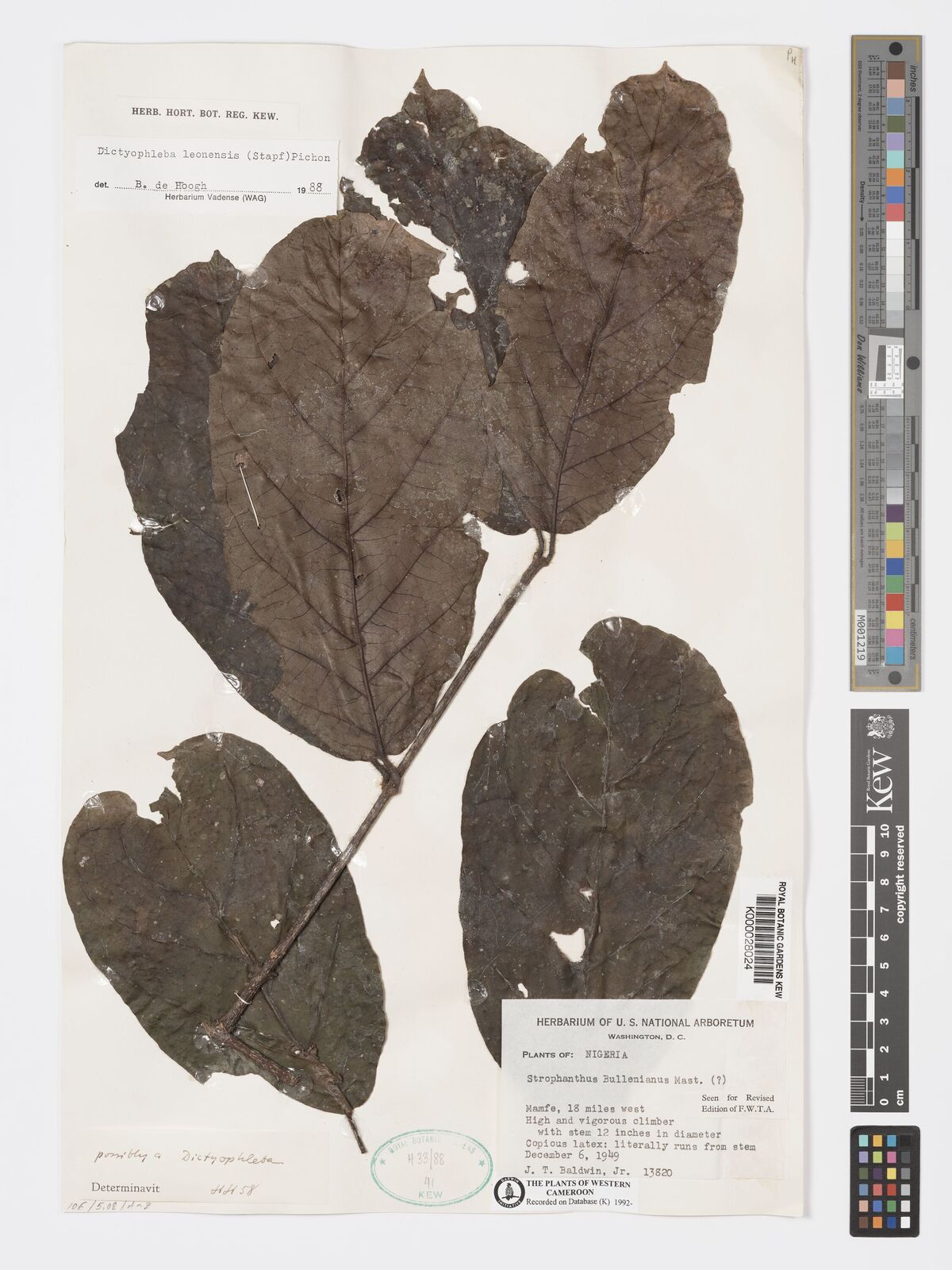 Dictyophleba Pierre | Plants of the World Online | Kew Science