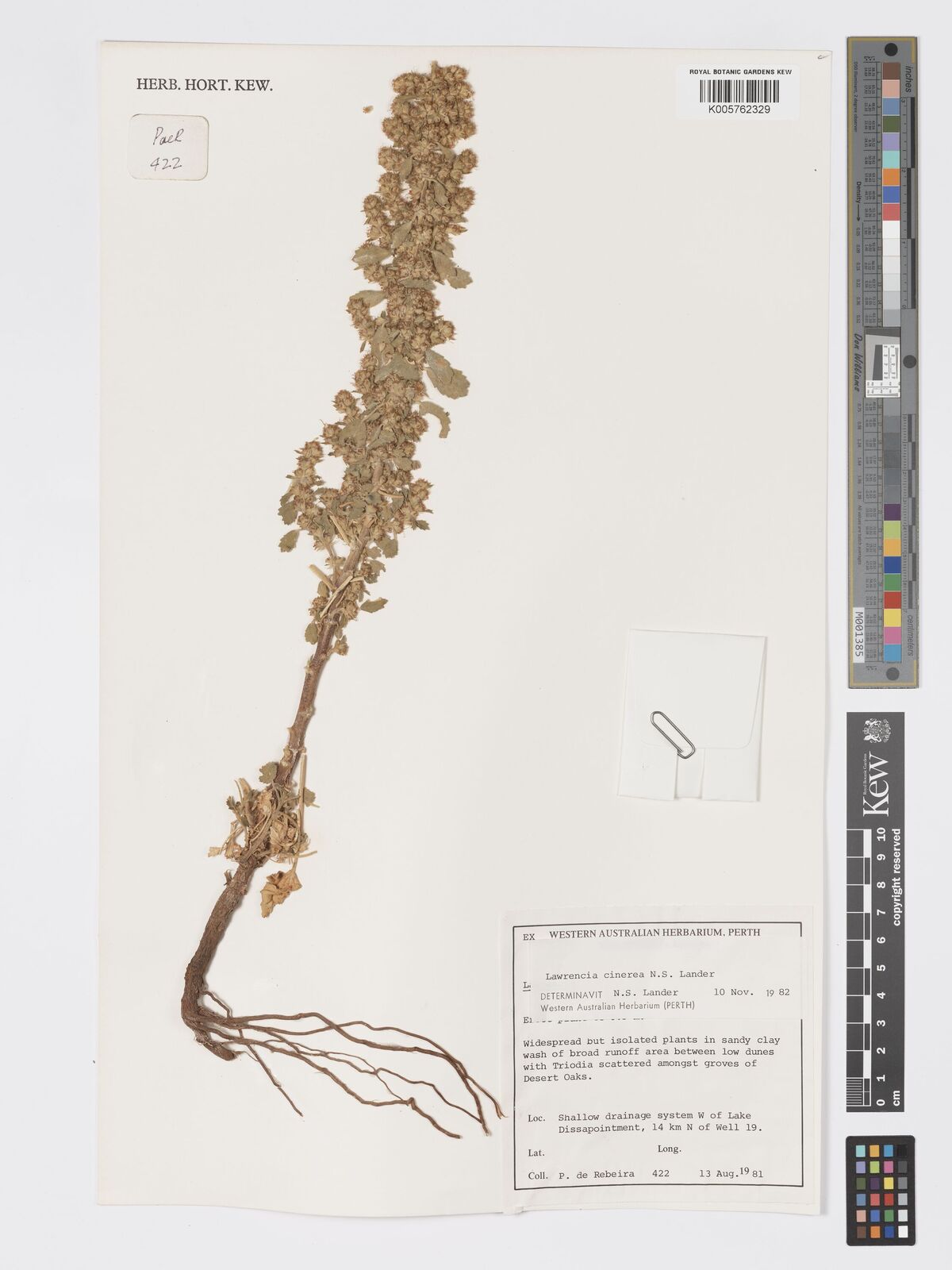 Lawrencia cinerea Lander | Plants of the World Online | Kew Science