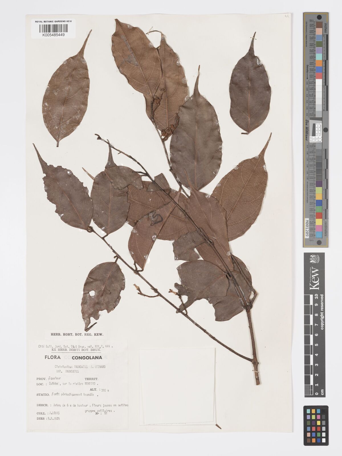Cleistanthus inundatus J.Léonard | Plants of the World Online | Kew Science