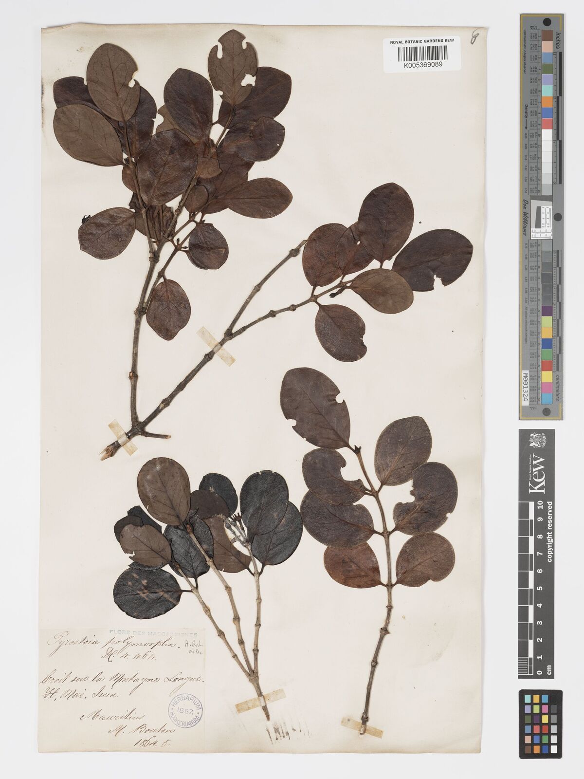 Pyrostria Comm. ex A.Juss. | Plants of the World Online | Kew Science