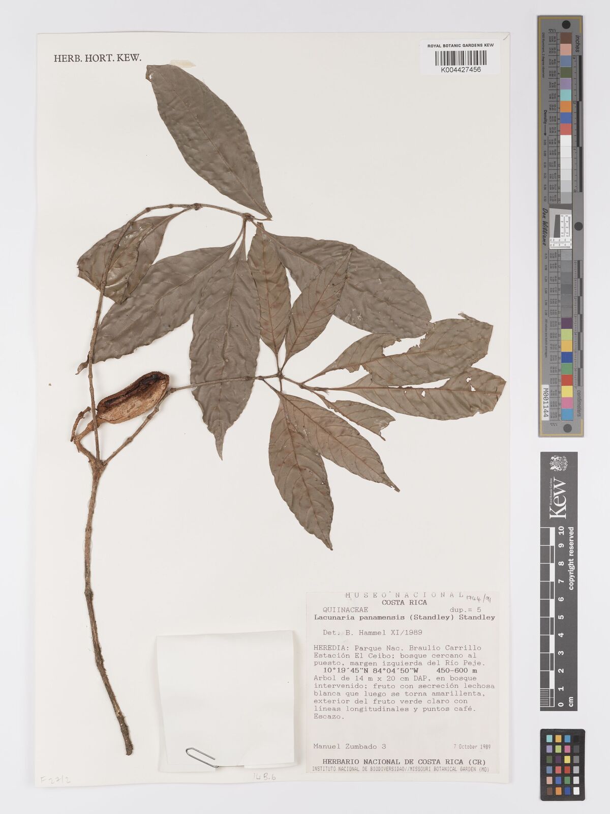 Lacunaria crenata subsp. crenata | Plants of the World Online | Kew Science