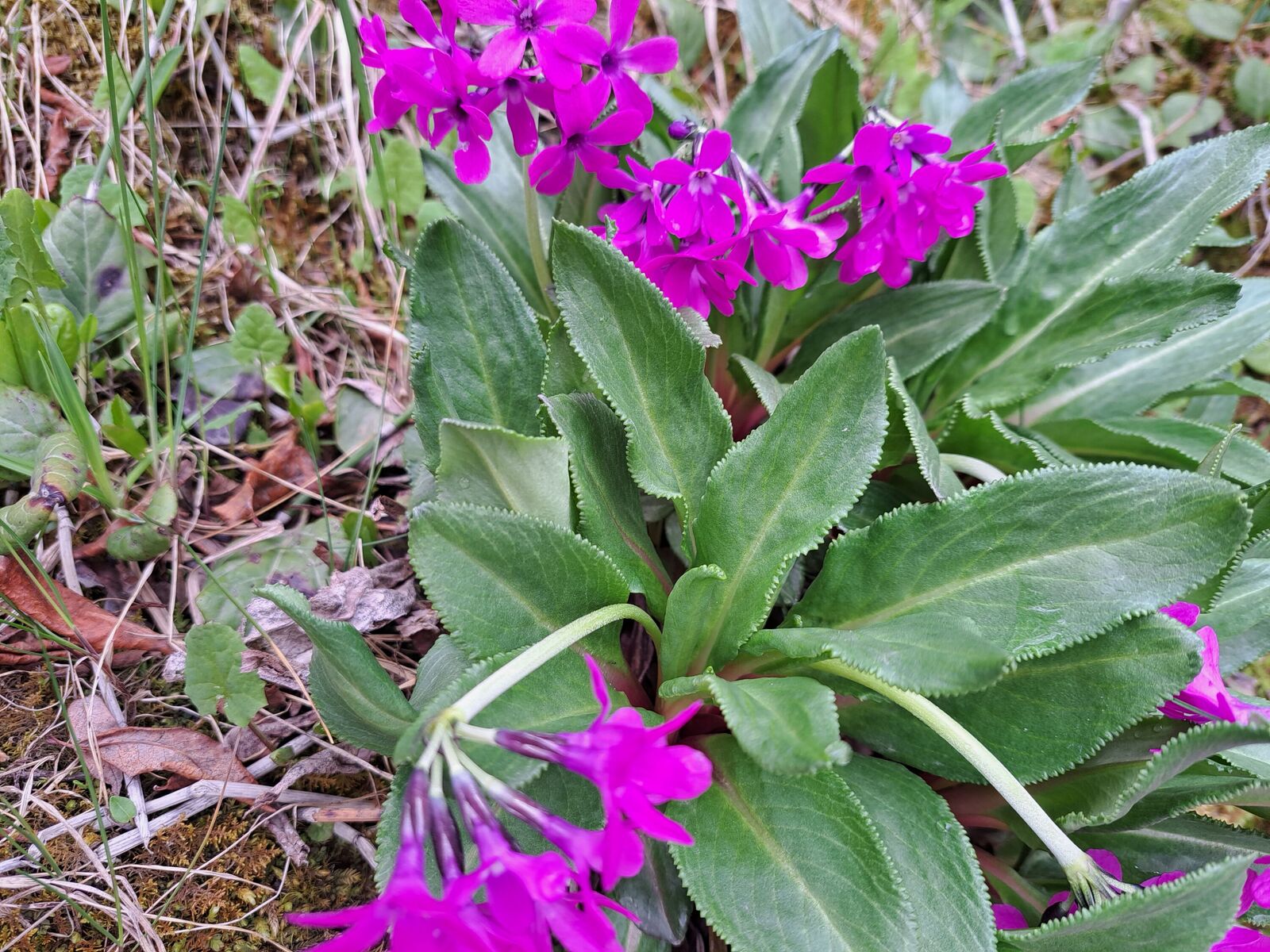 Primula nivalis Pall. | Plants of the World Online | Kew Science