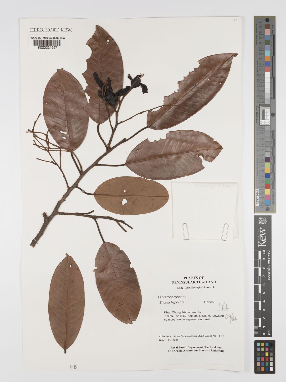 Anthoshorea hypochra (Hance) P.S.Ashton & J.Heck. | Plants of the World ...