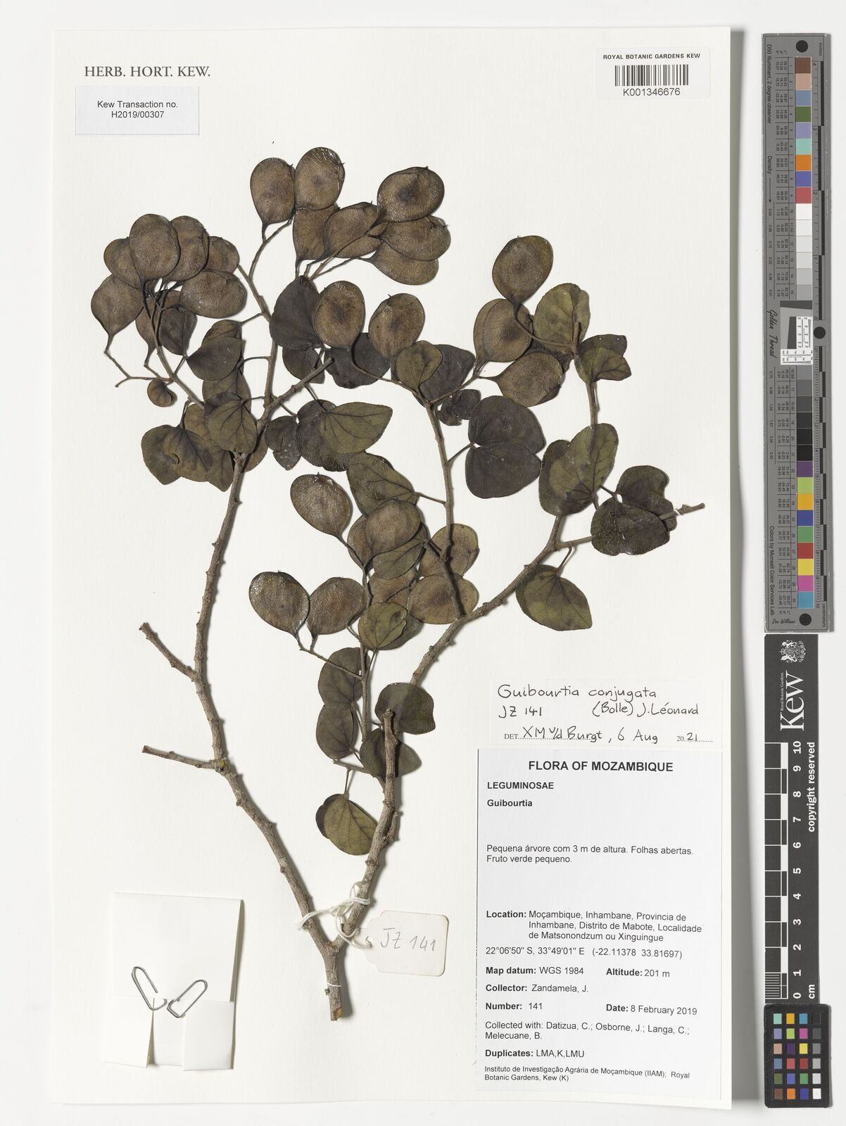 Guibourtia conjugata (Bolle) J.Léonard | Plants of the World Online ...