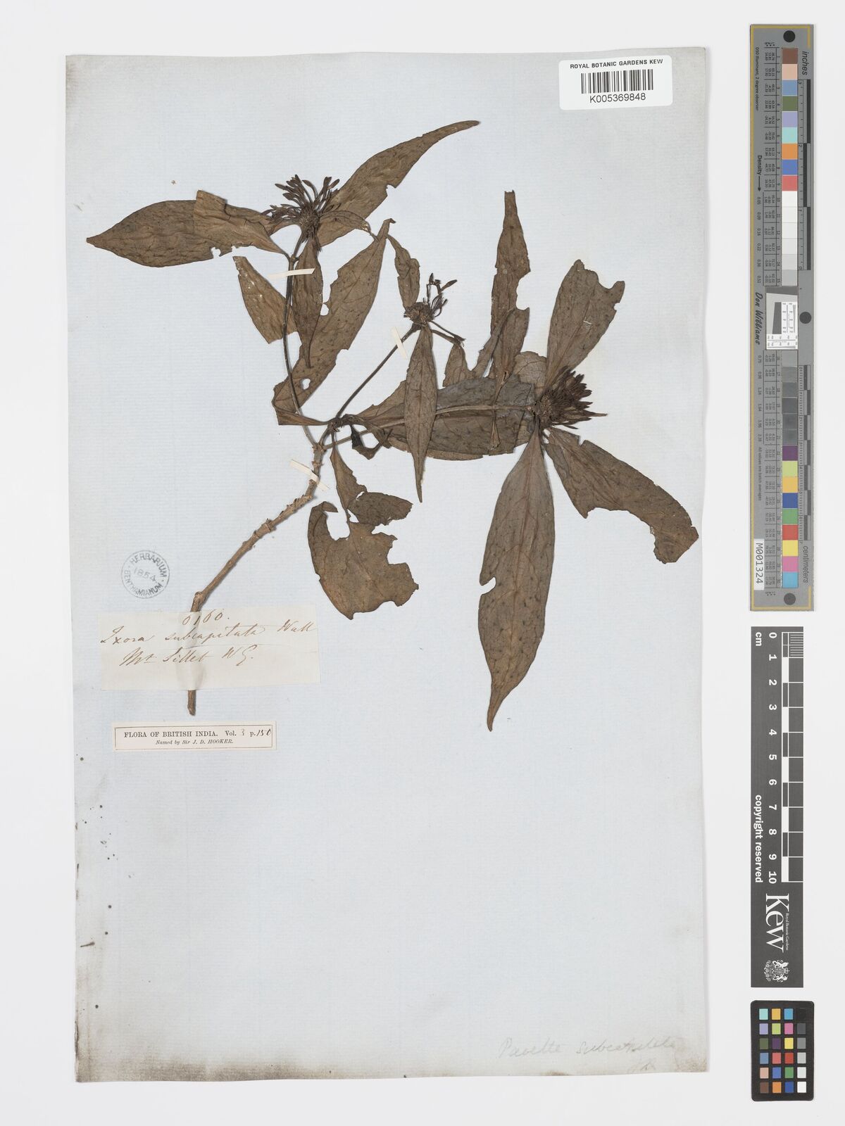 Pavetta subcapitata Hook.f. | Plants of the World Online | Kew Science