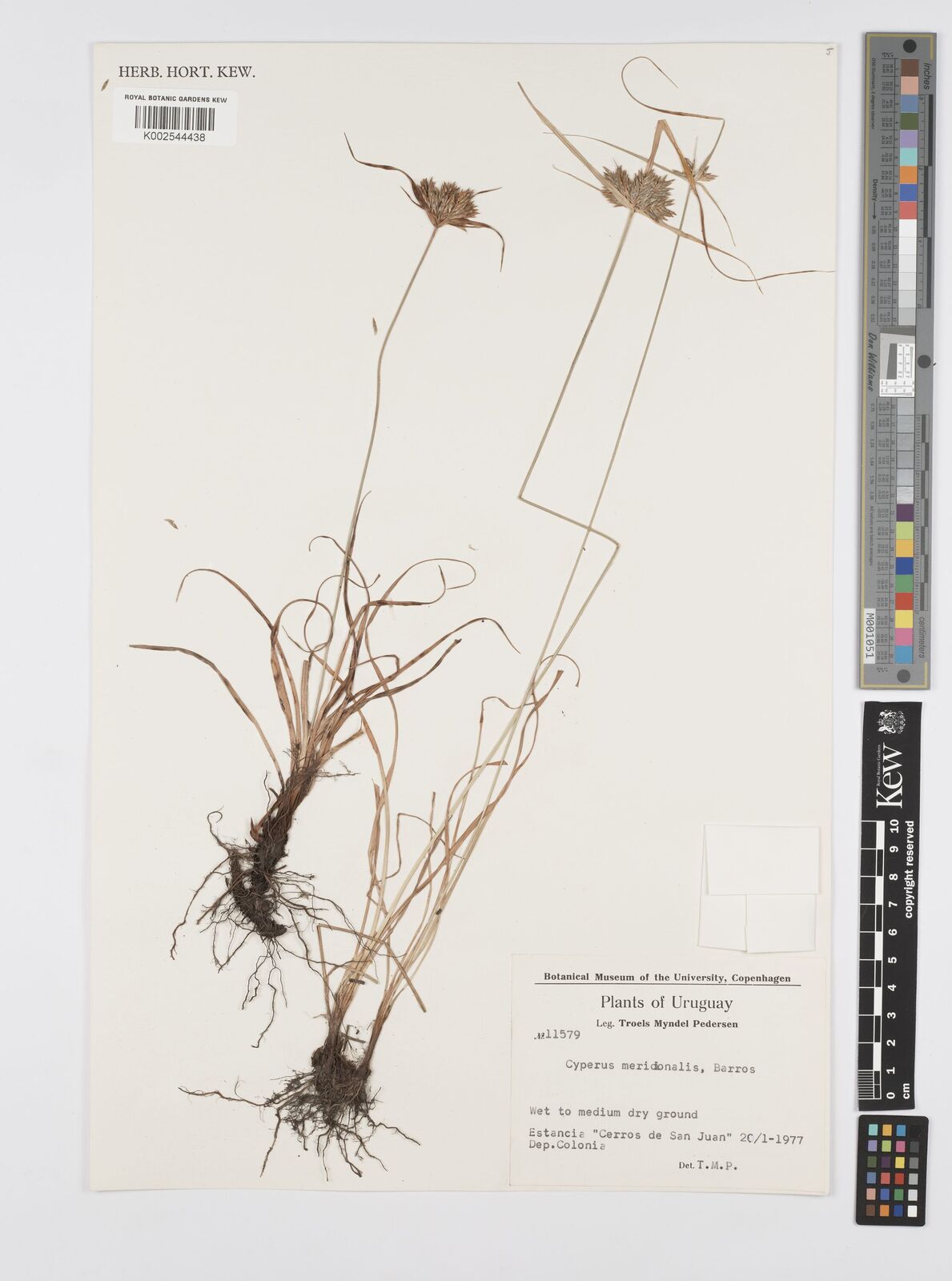 Cyperus meridionalis Barros | Plants of the World Online | Kew Science