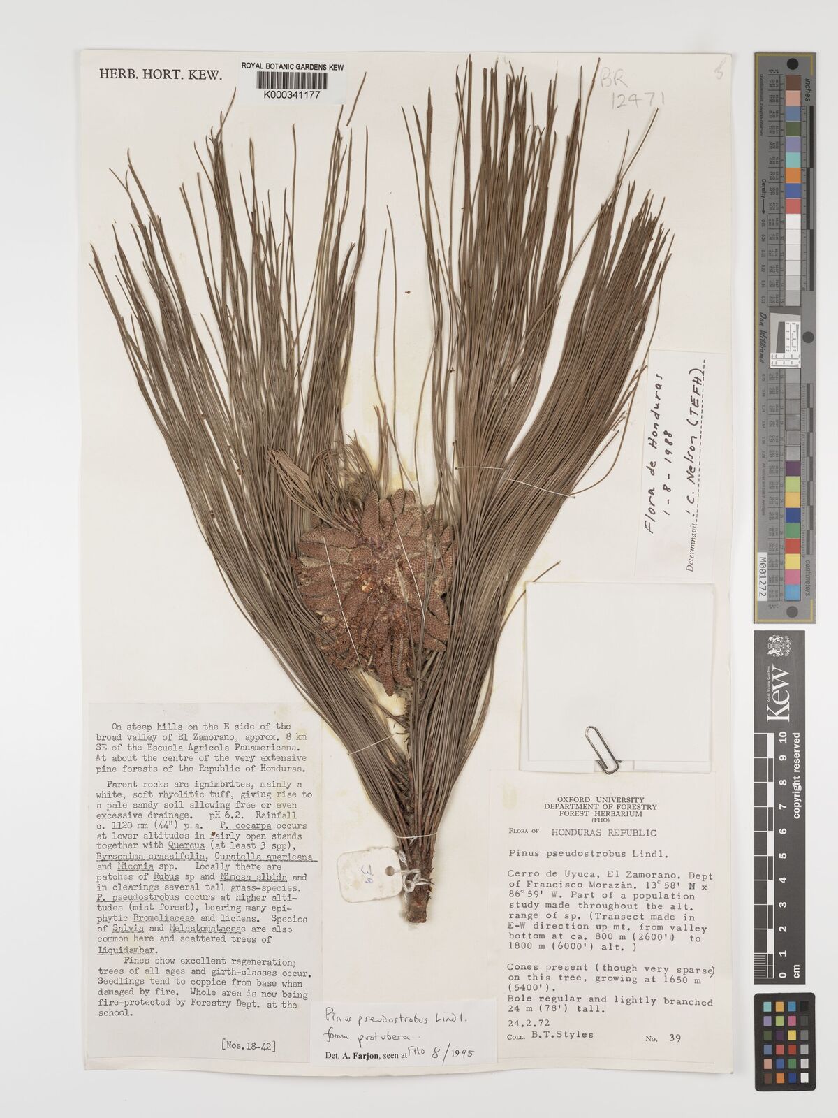 Pinus pseudostrobus Lindl. | Plants of the World Online | Kew Science