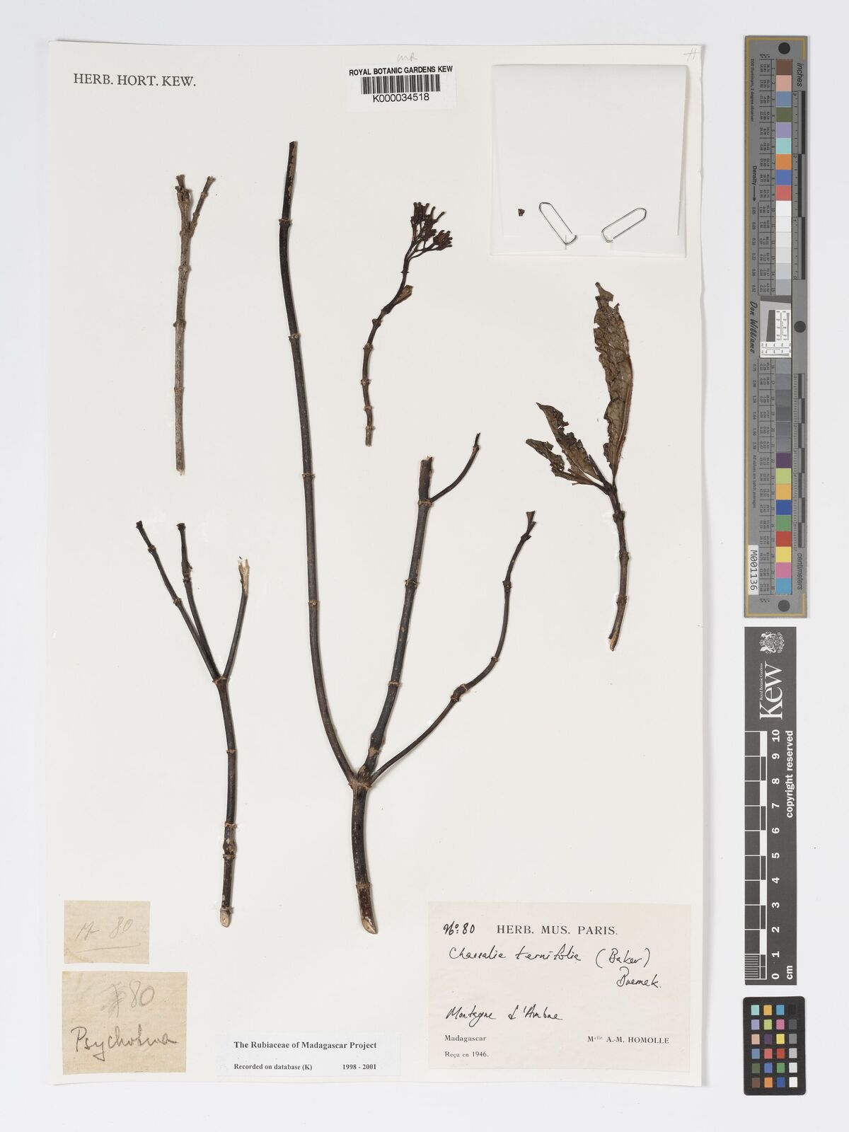 Chassalia ternifolia (Baker) Bremek. | Plants of the World Online | Kew Science