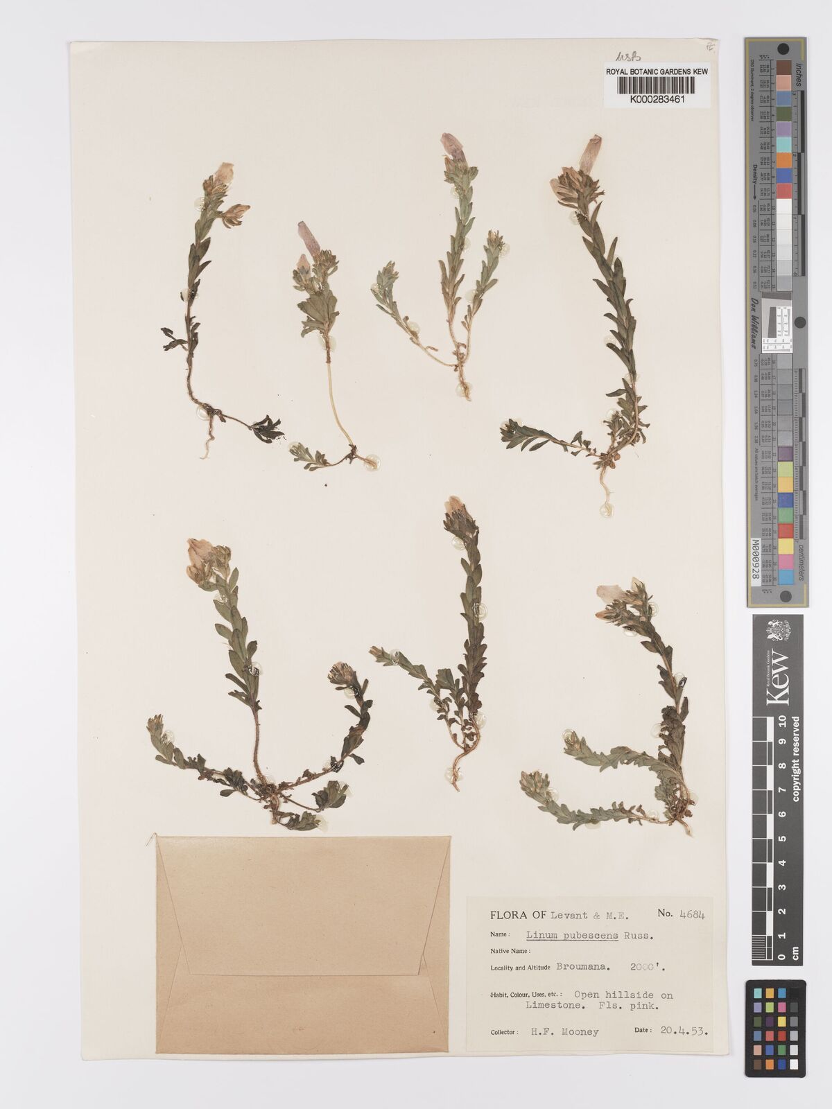 Linum pubescens Banks & Sol. | Plants of the World Online | Kew Science