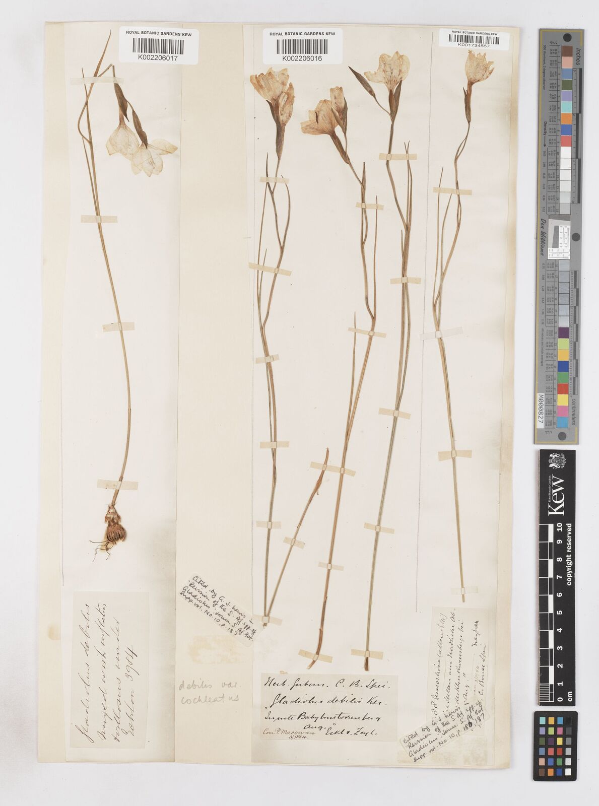 Gladiolus debilis Ker Gawl. | Plants of the World Online | Kew Science