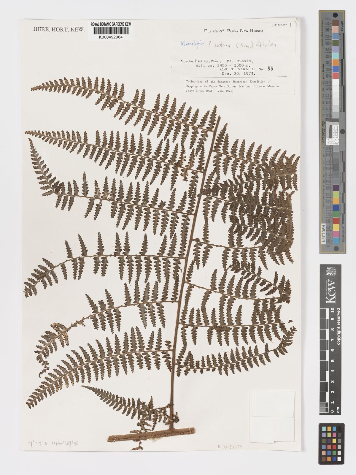 Dennstaedtia setosa (Sm.) ined. | Plants of the World Online | Kew Science