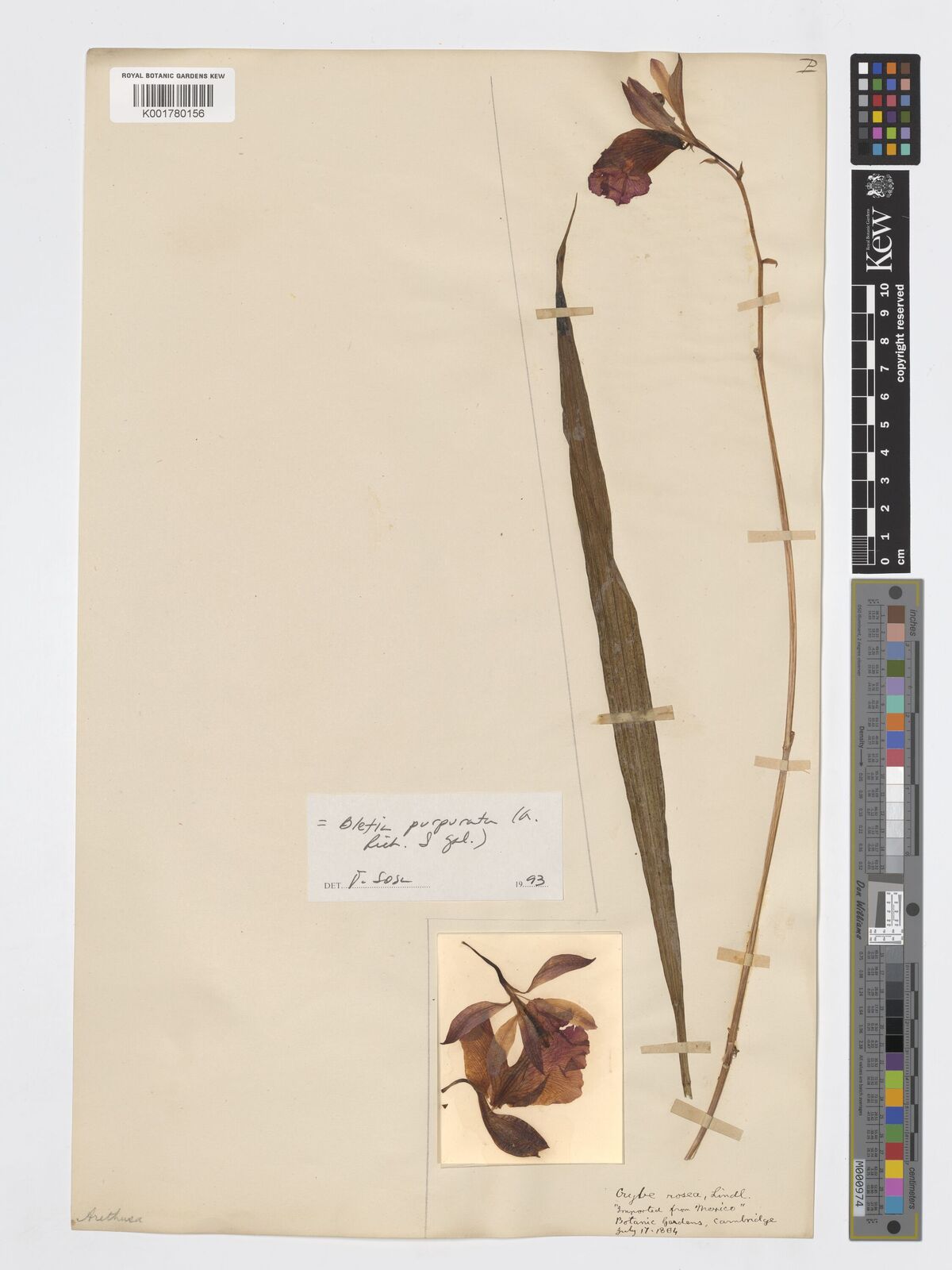 Bletia purpurata A.Rich. & Galeotti | Plants of the World Online | Kew ...