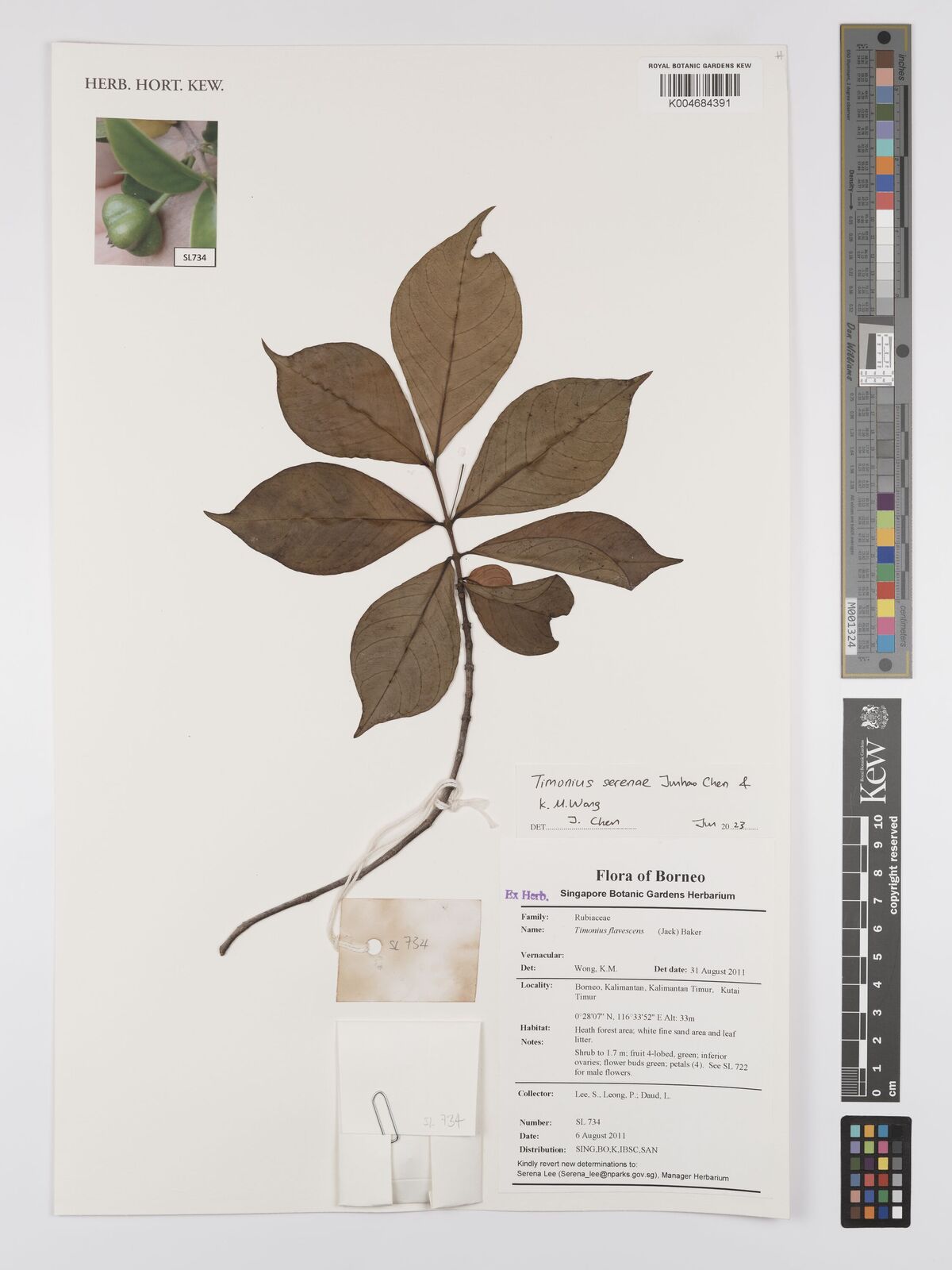 Timonius serenae Junhao Chen & K.M.Wong | Plants of the World Online ...