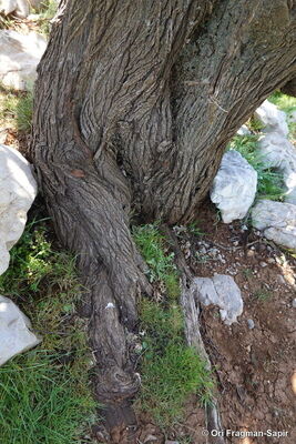 Prunus cocomilia Ten. | Plants of the World Online | Kew Science