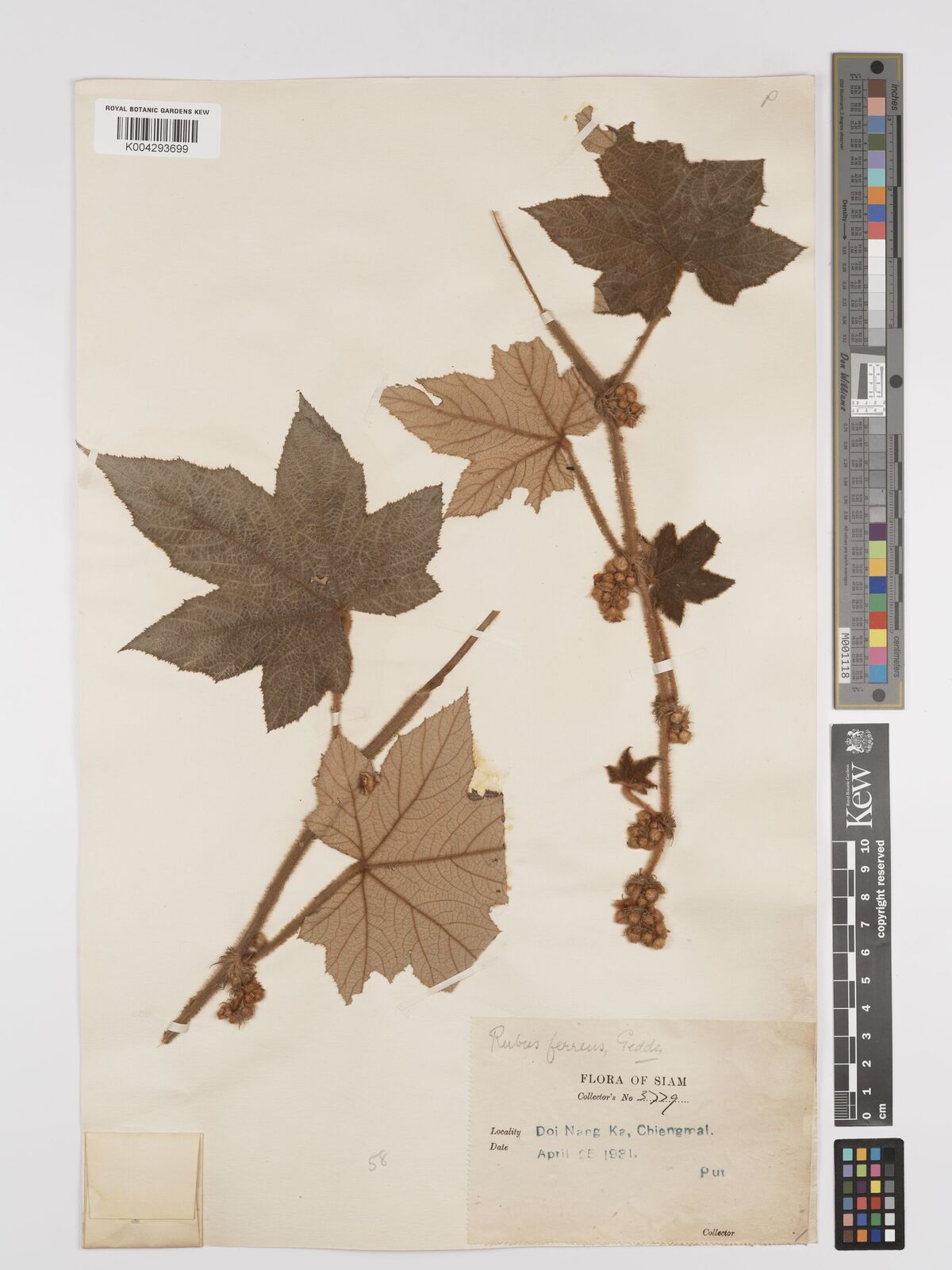 Rubus rufus var. rufus | Plants of the World Online | Kew Science