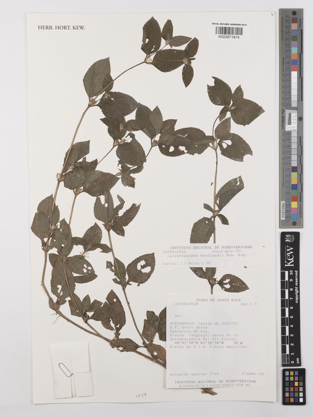 Calyptocarpus wendlandii Sch.Bip. | Plants of the World Online | Kew ...